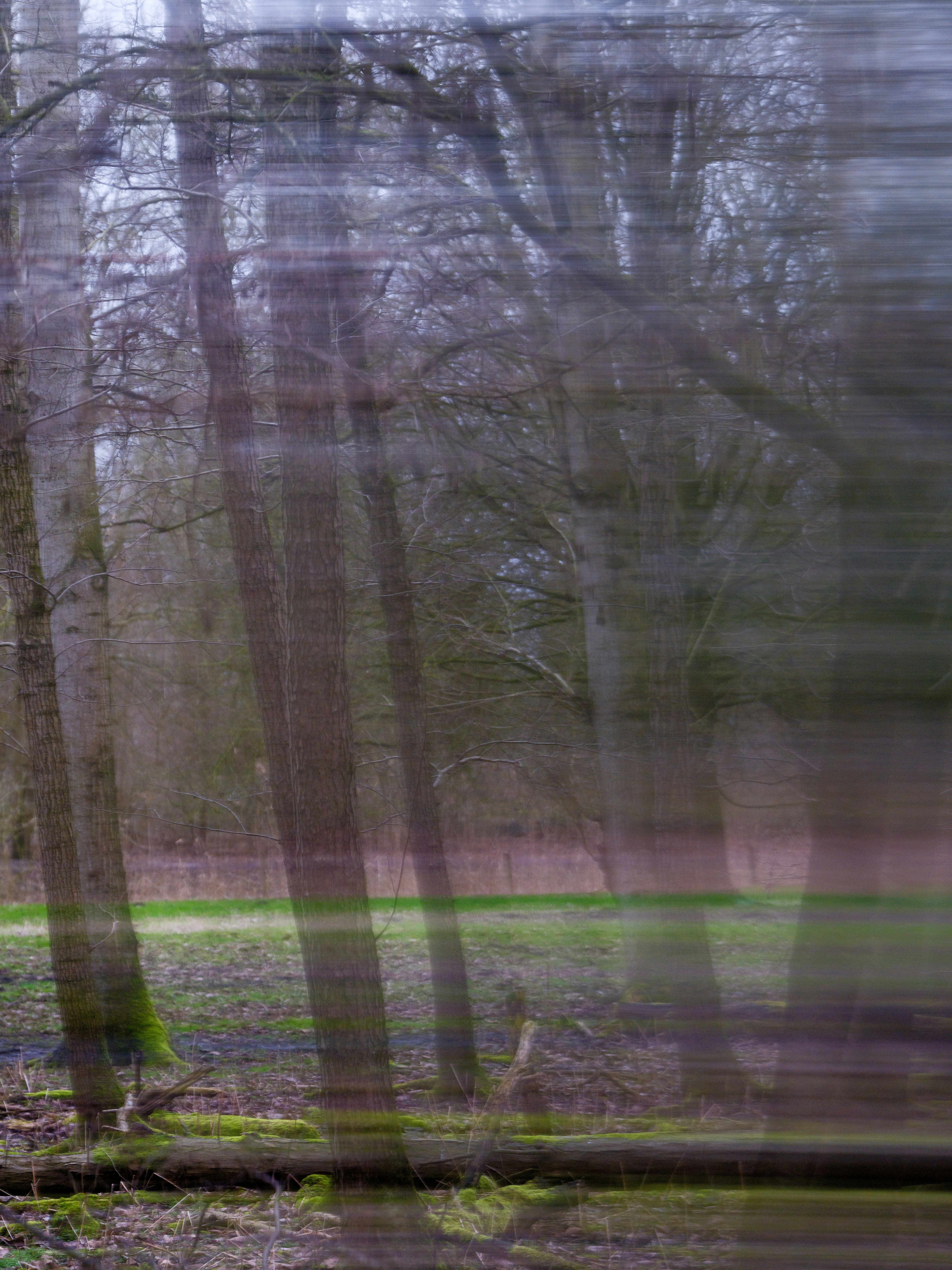Blurred Forest Echoes: Long-Exposure Trails Through Trees