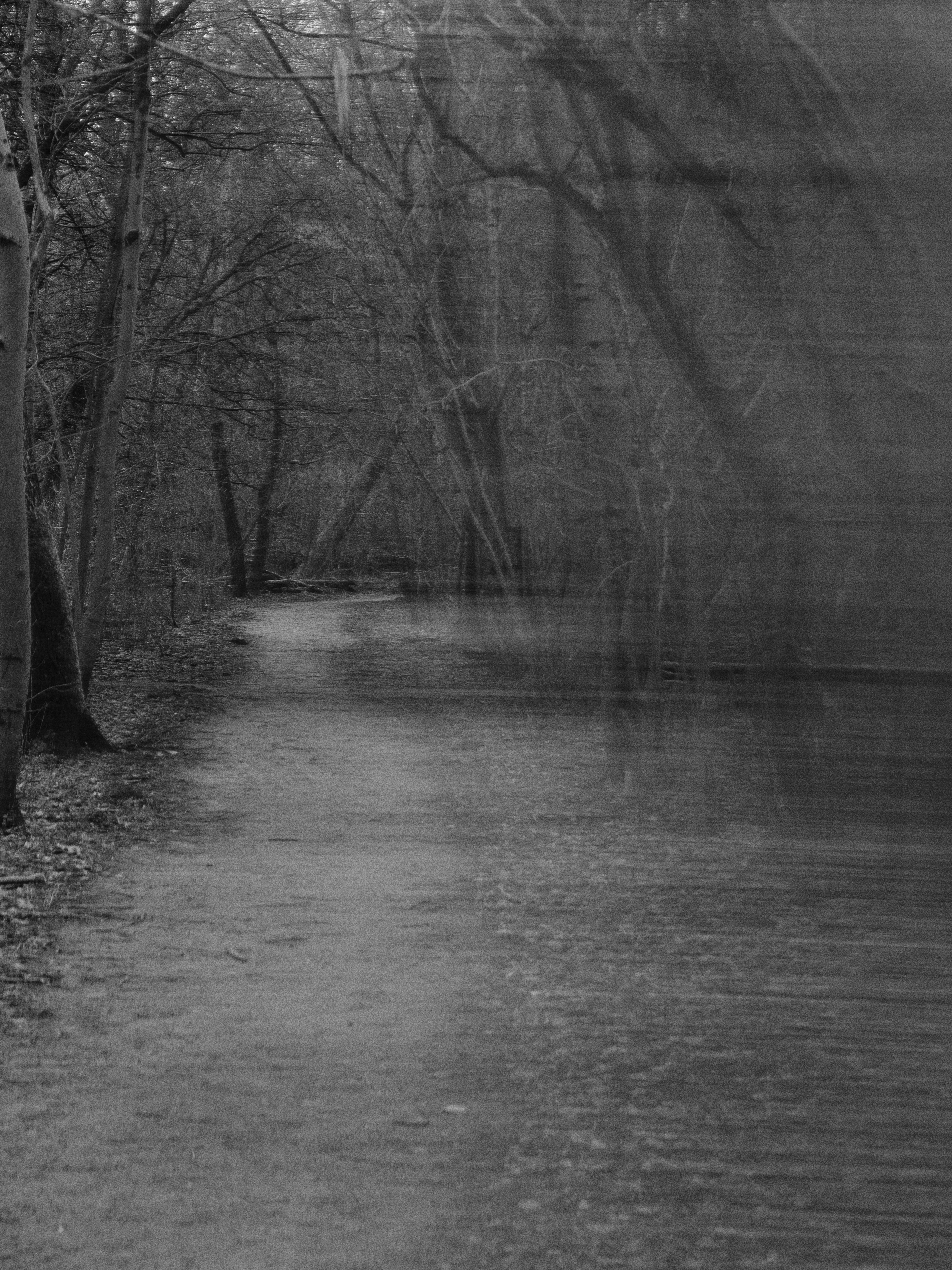Rivulet in Shade: A Quiet Walk Through Shadowed Willows