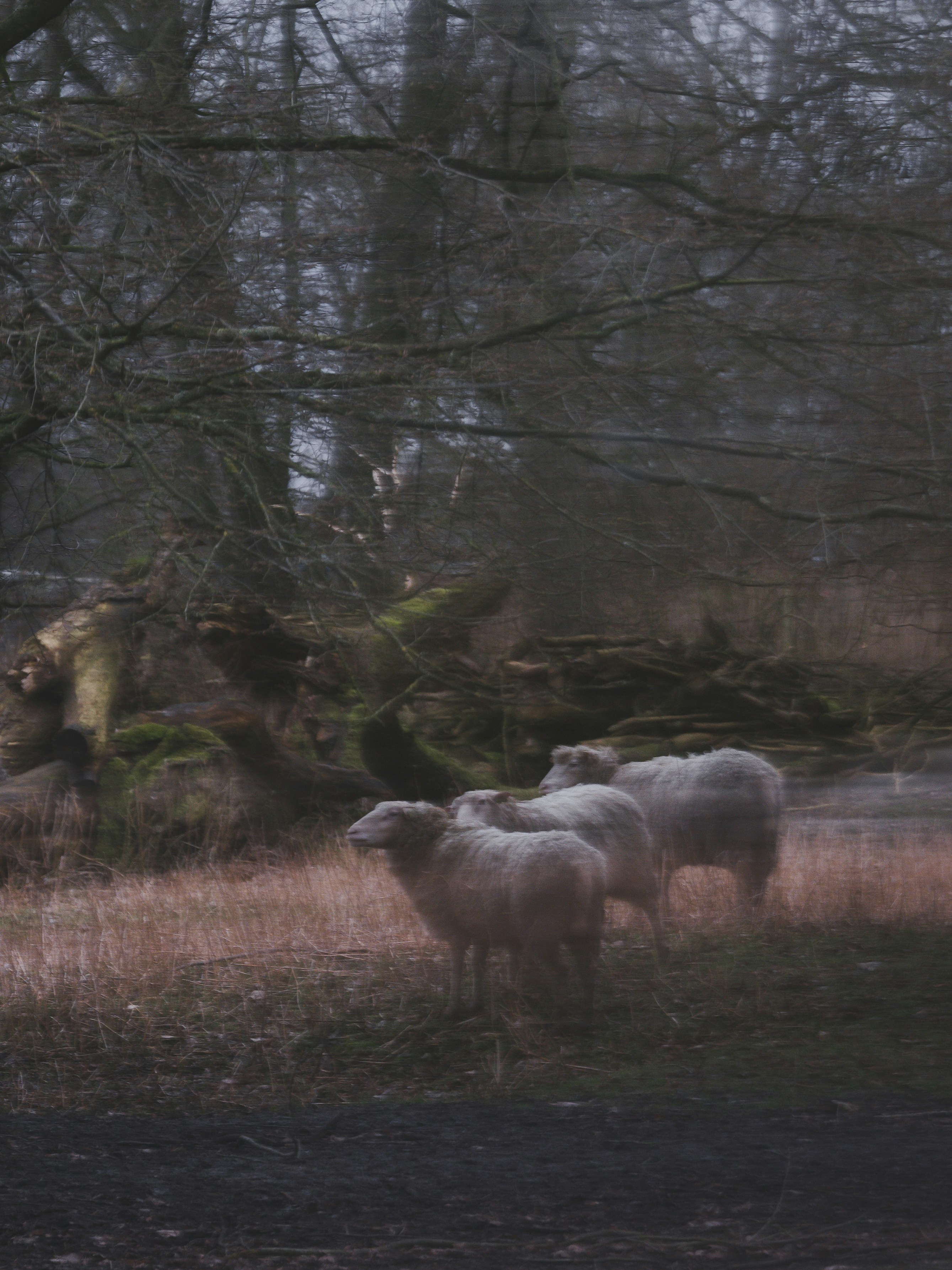 Flock in the Fog: Sheep Shrouded by Dim Woodland Light