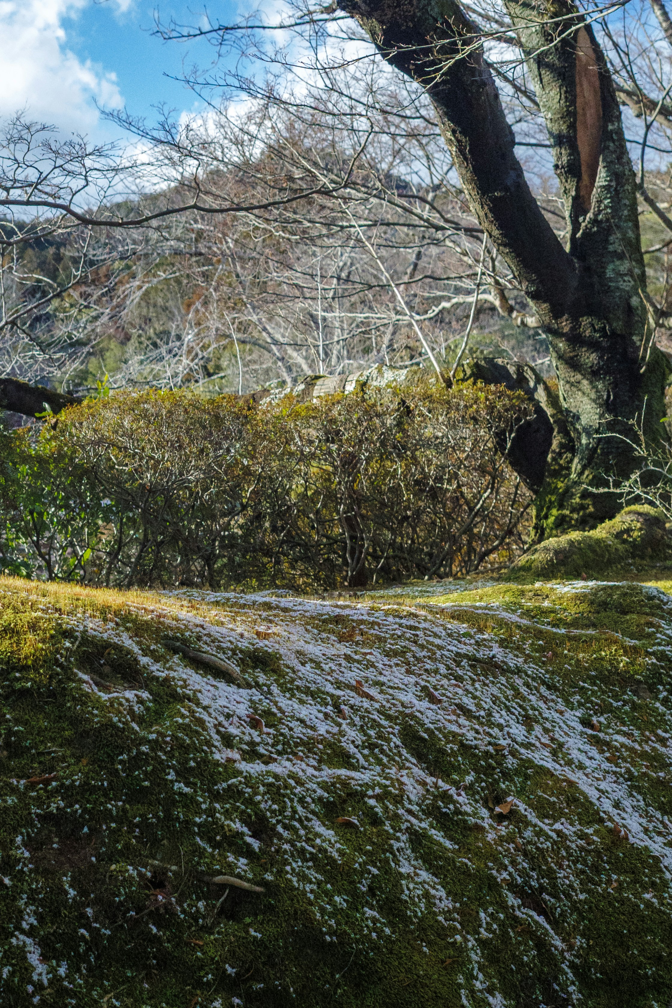 Snow-kissed moss on a quiet hillside under a windswept tree