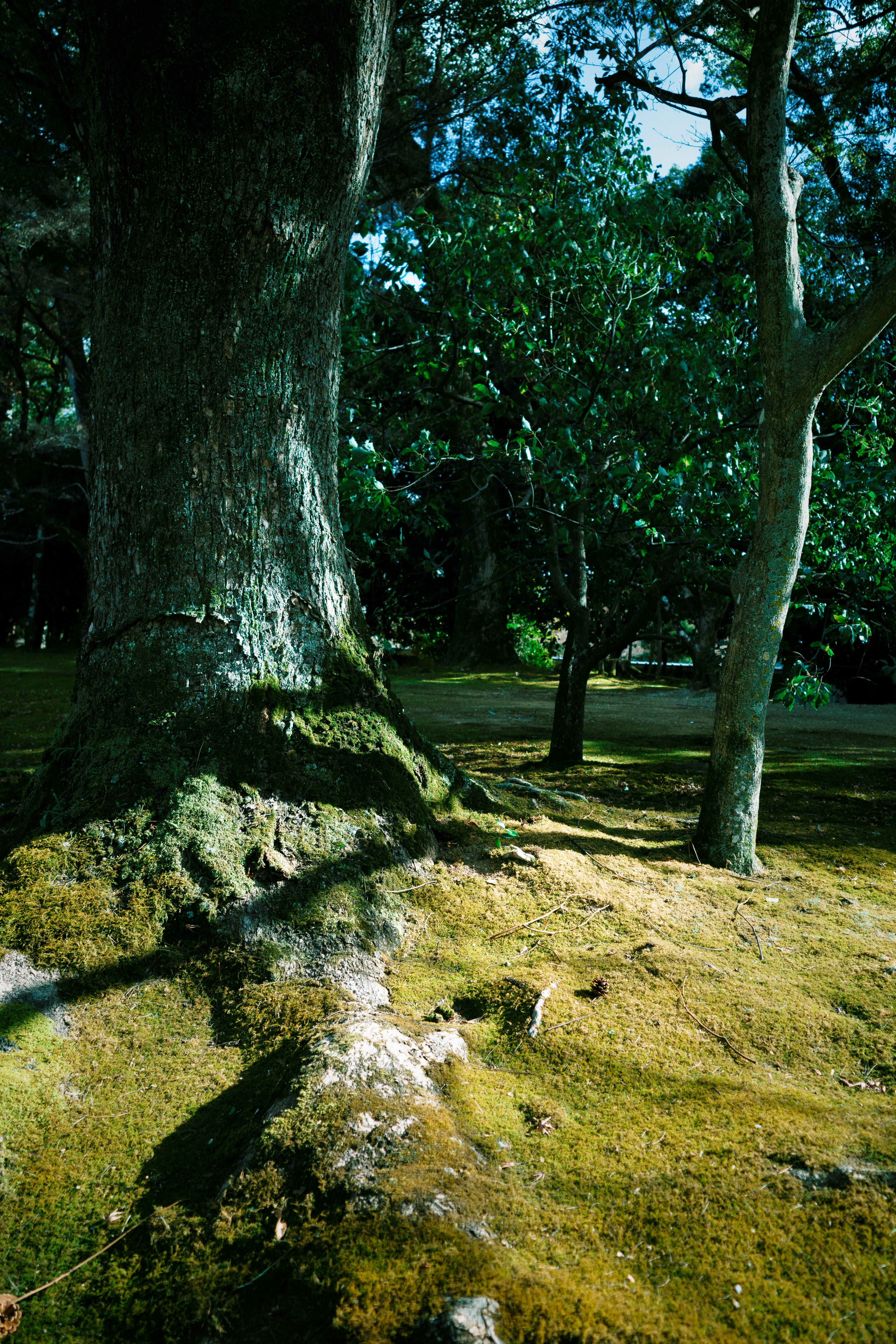 Ancient Trunk and Mossy Ground in a Quiet Park