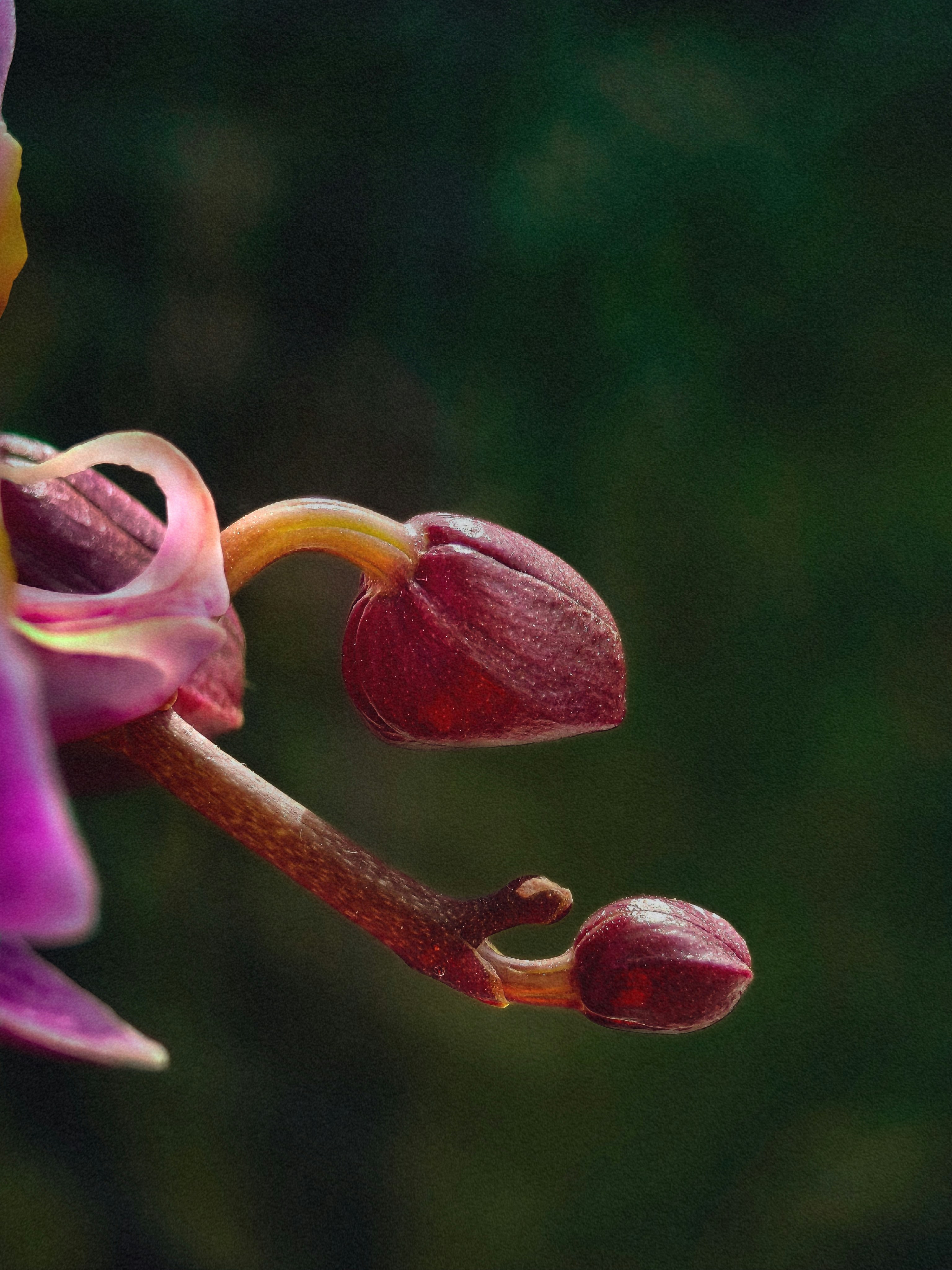 Orchid Buds in Focus: a Quiet Dawn on a Fragile Petal