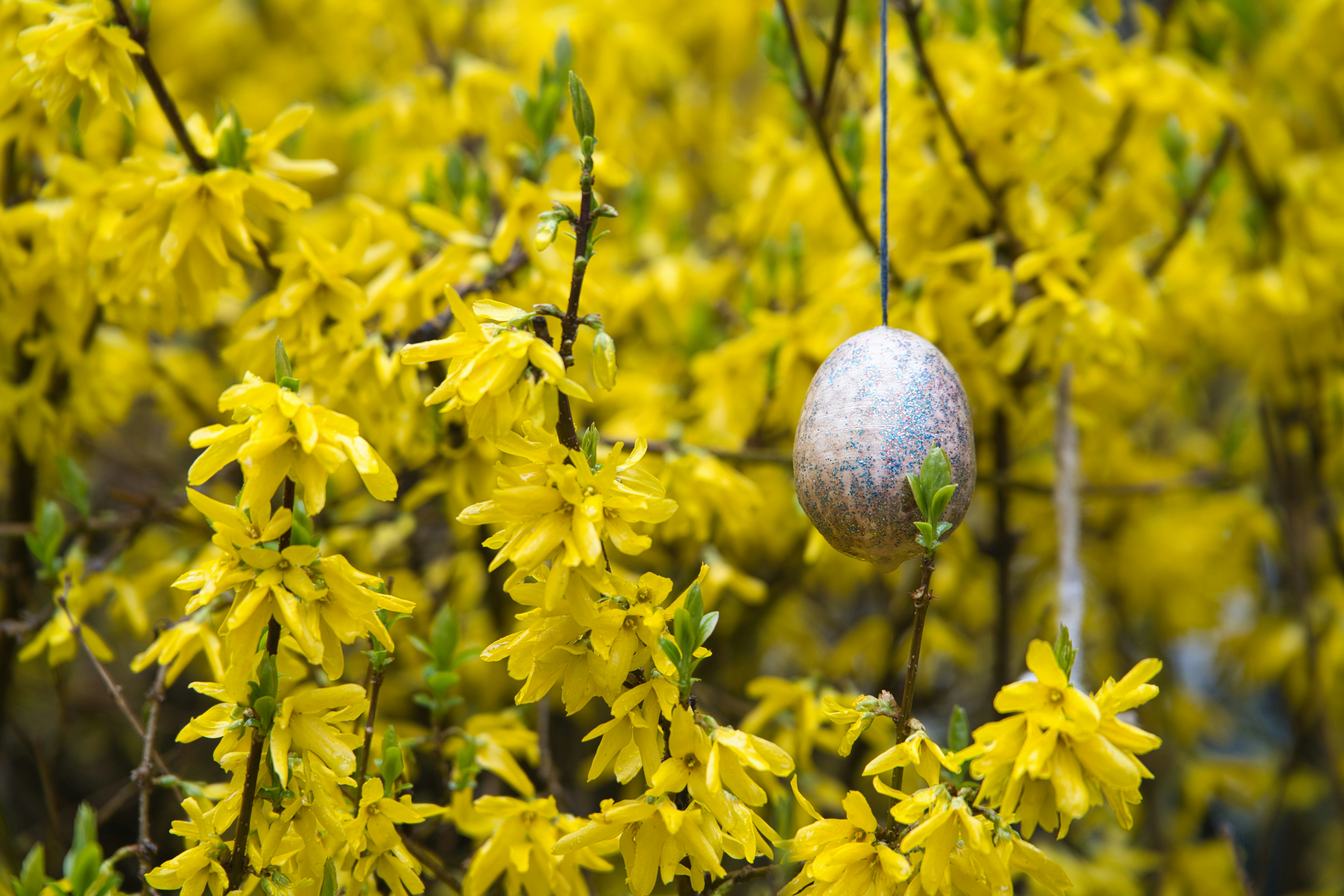 Bright yellow forsythia blossoms fill the frame with a single weathered egg hanging from a branch, creating a focal point against a floral backdrop. Painting-like natural scene with a rustic, suspended object.