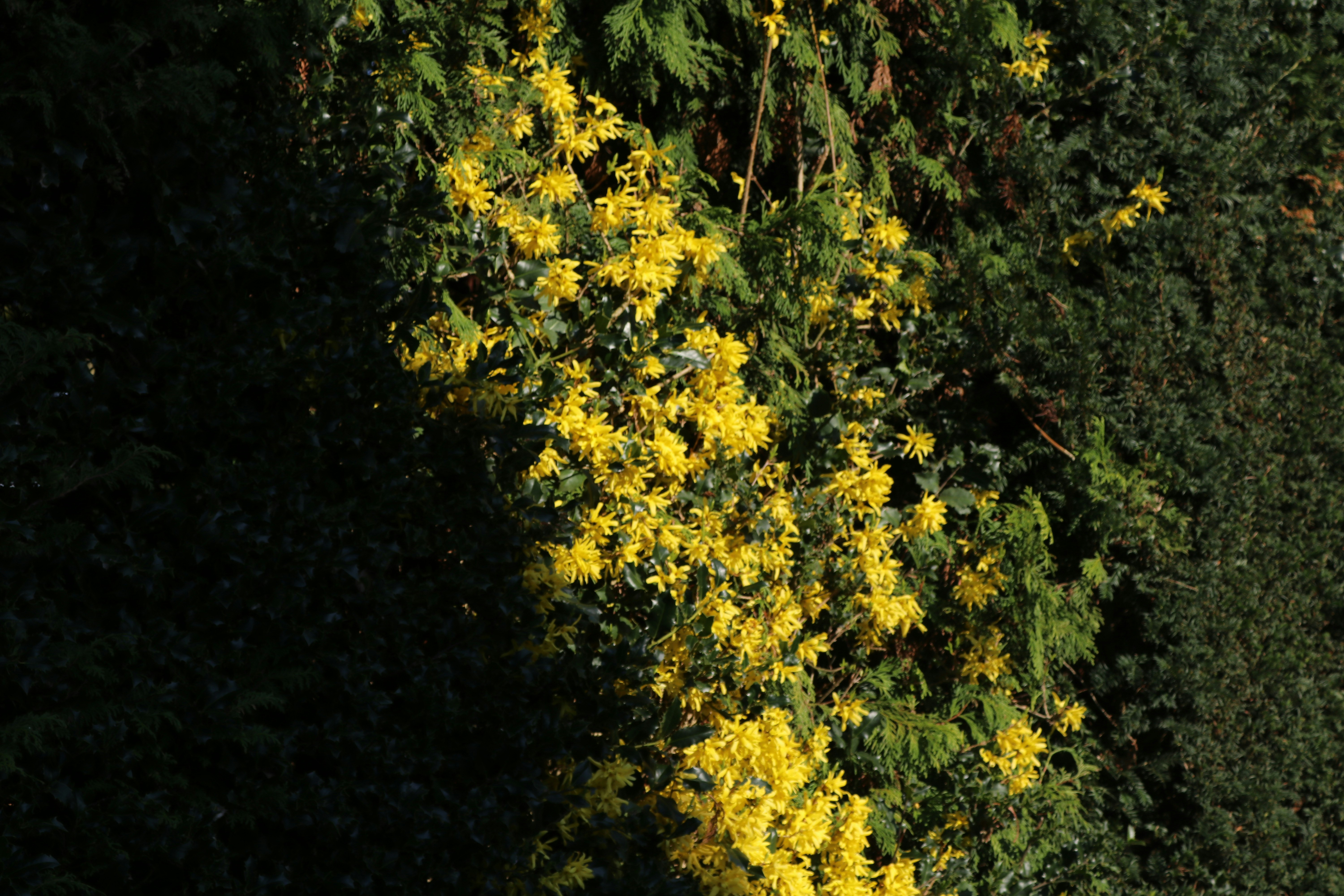 Golden Cascade Amid Dark Foliage