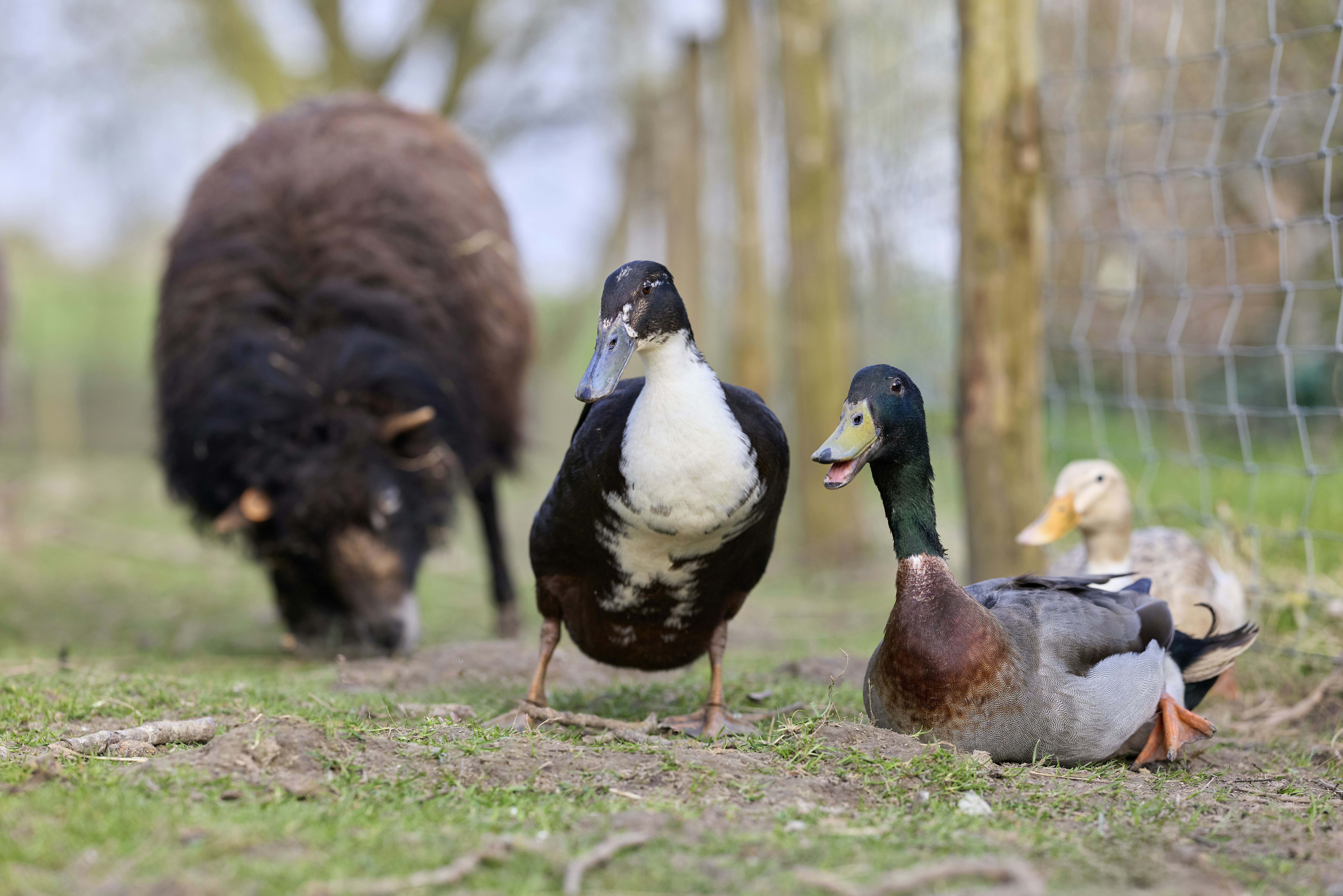 Ducks in the Farmyard: Central Trio on Grass with a Bovine Figure in the Background