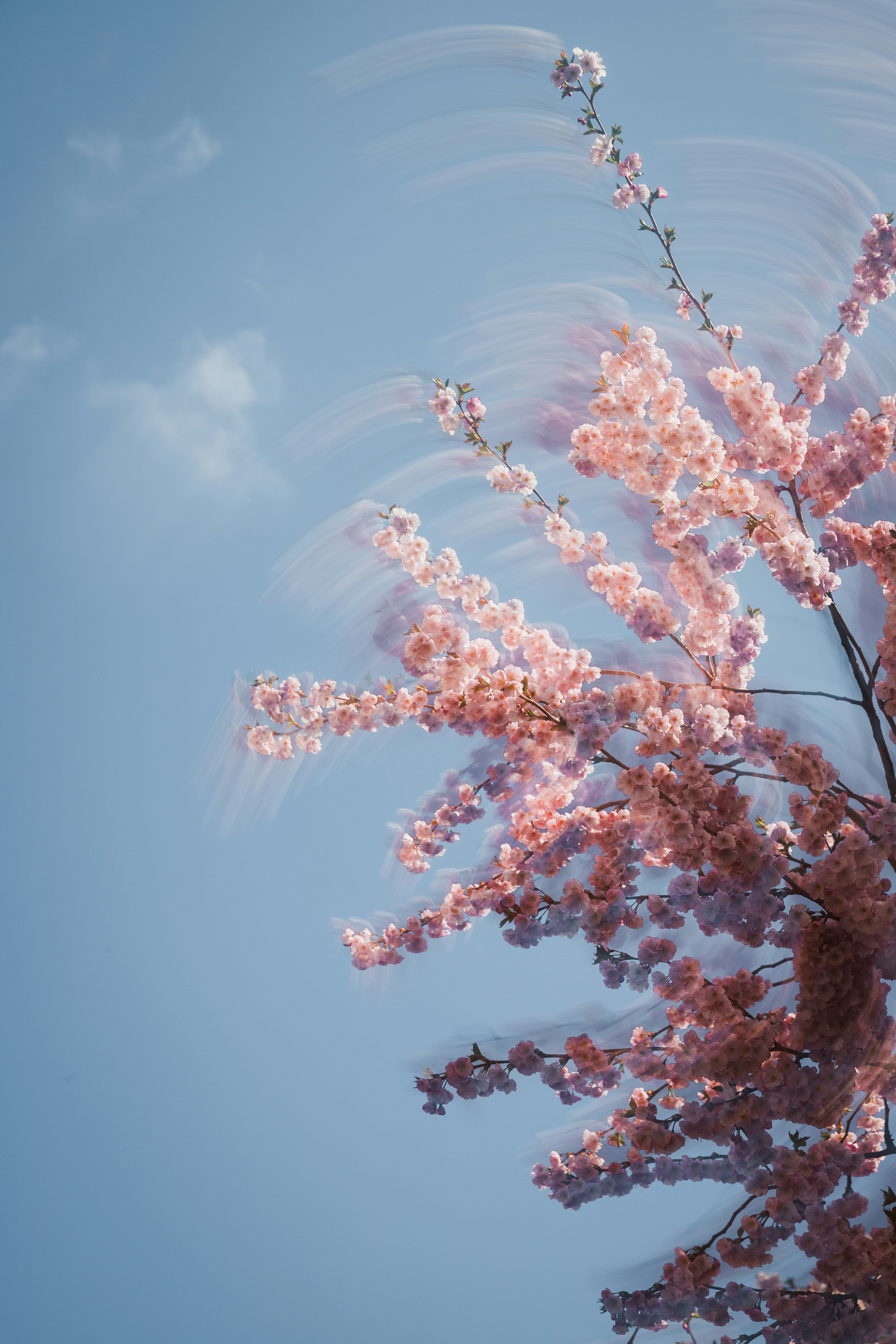 Blossoms in a Blue-Spun Moment