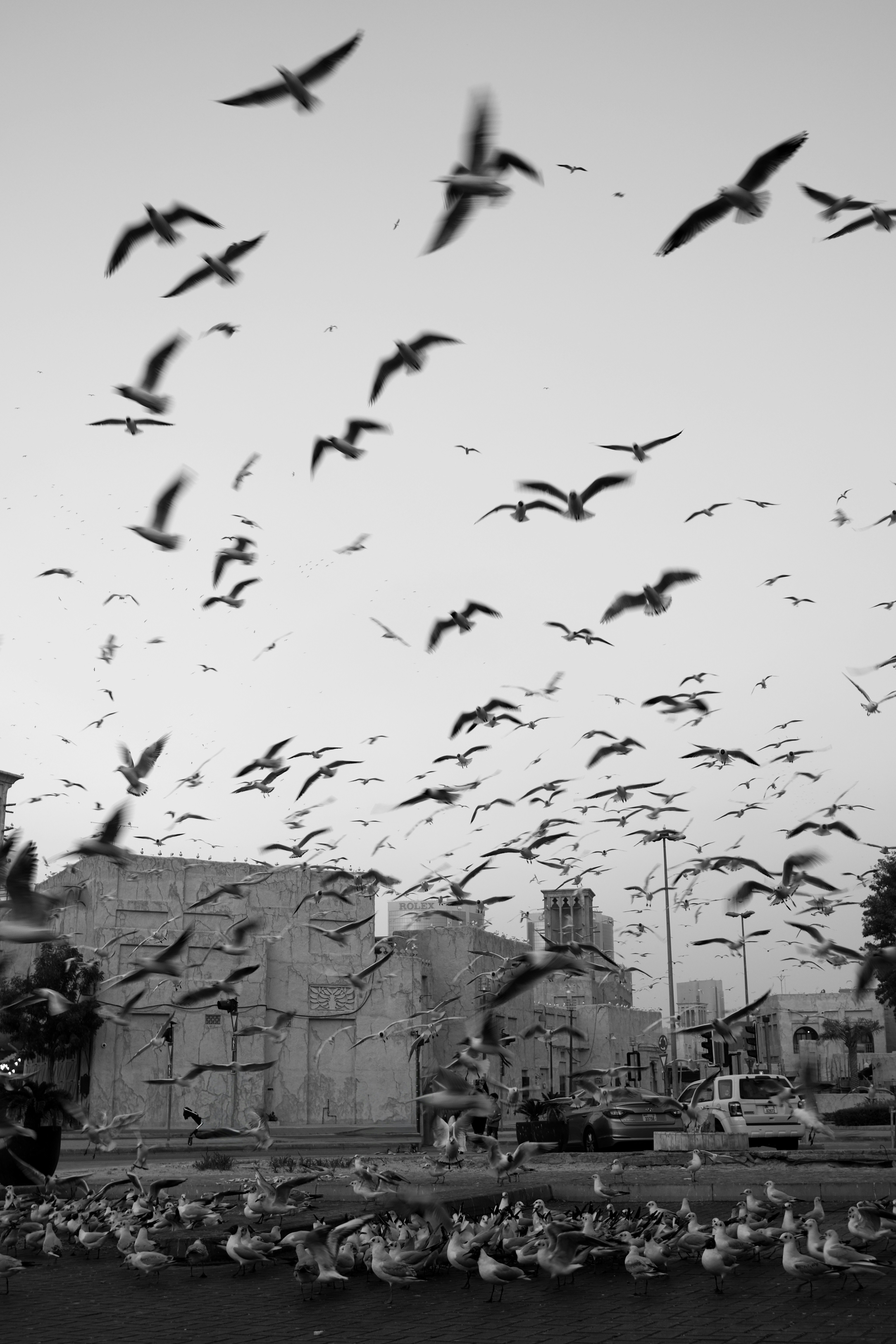Storm of Wings Over a Quiet City