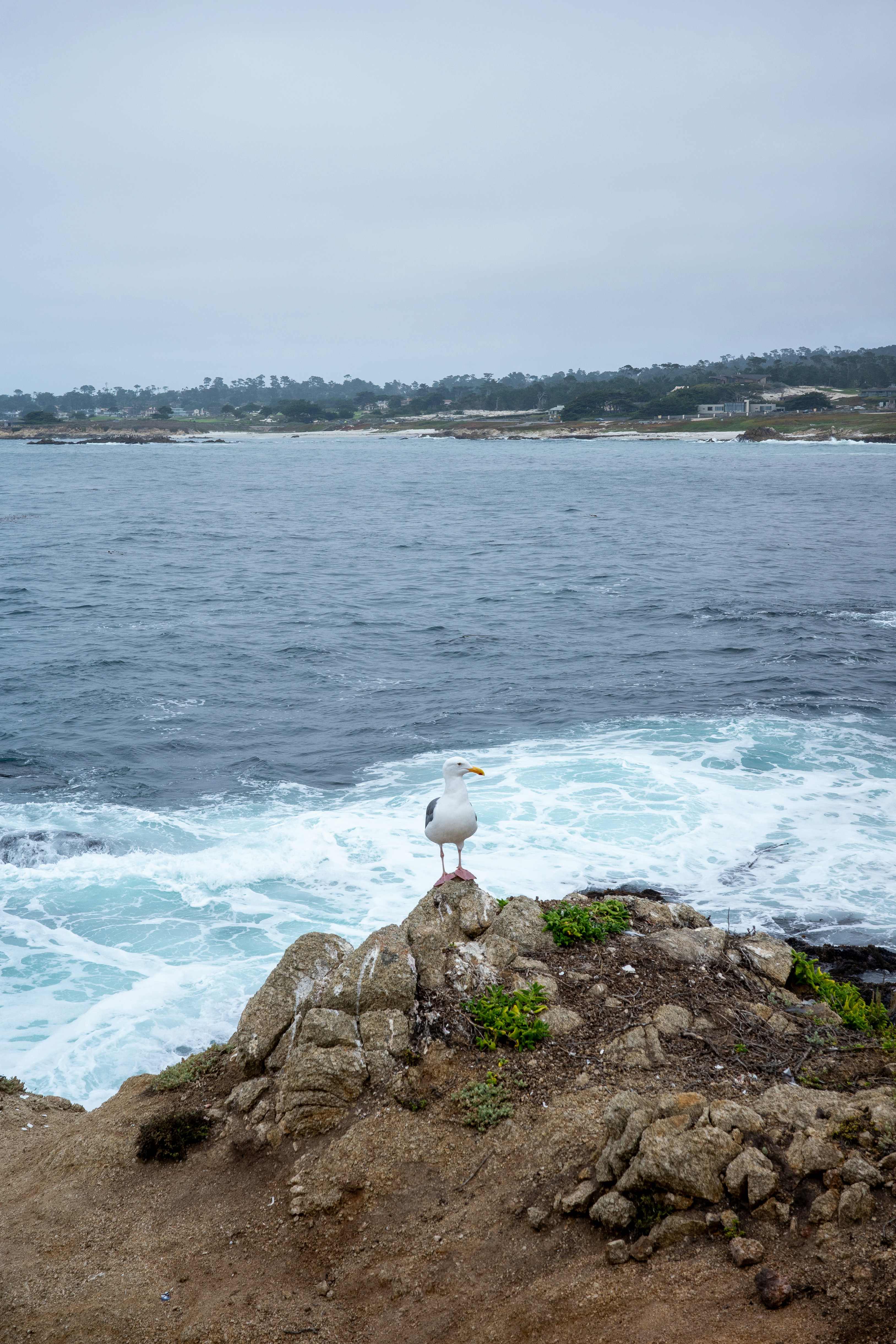 Seabird Sentinel on Rugged Promontory
