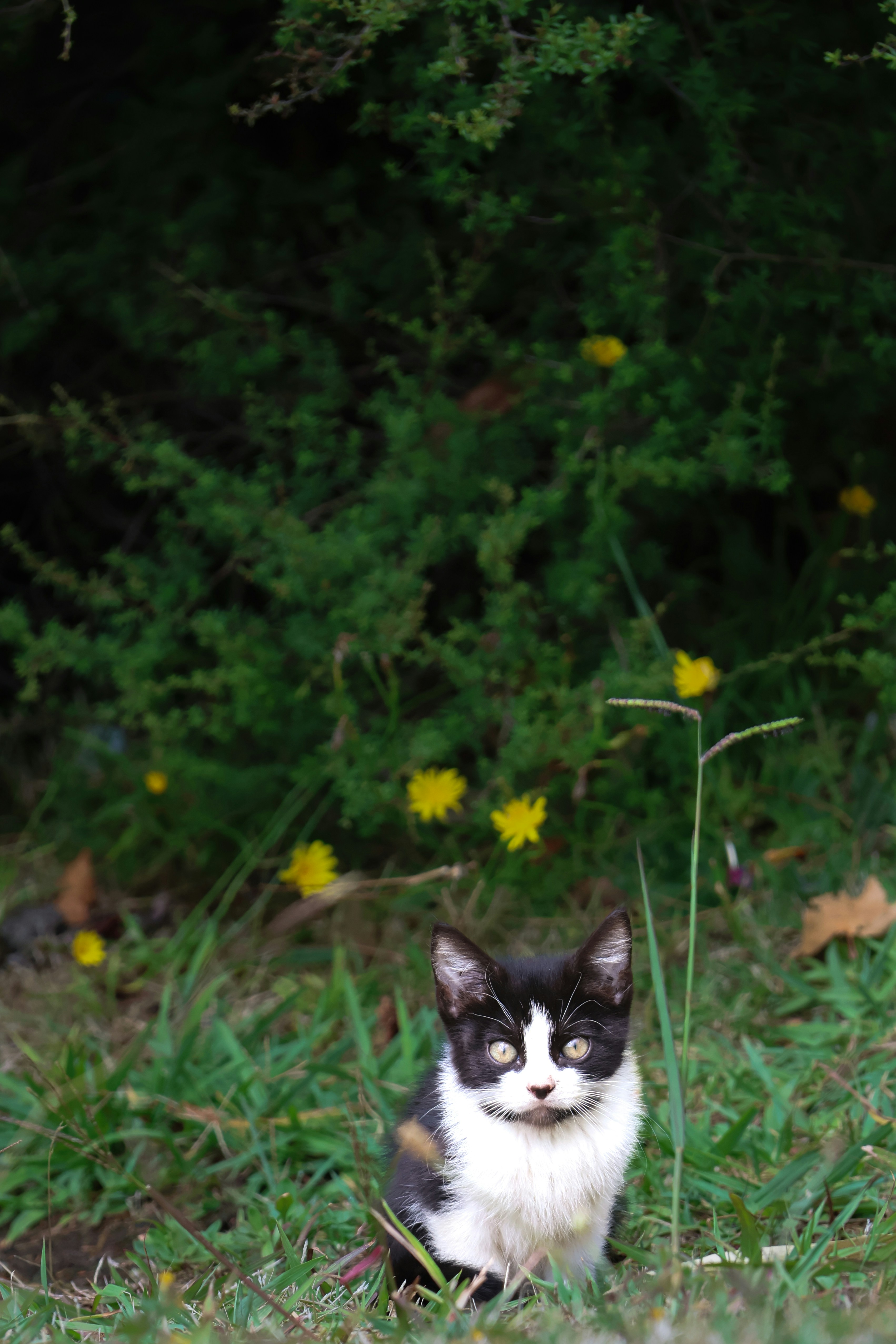 Curious Kitten in a Sunlit Meadow