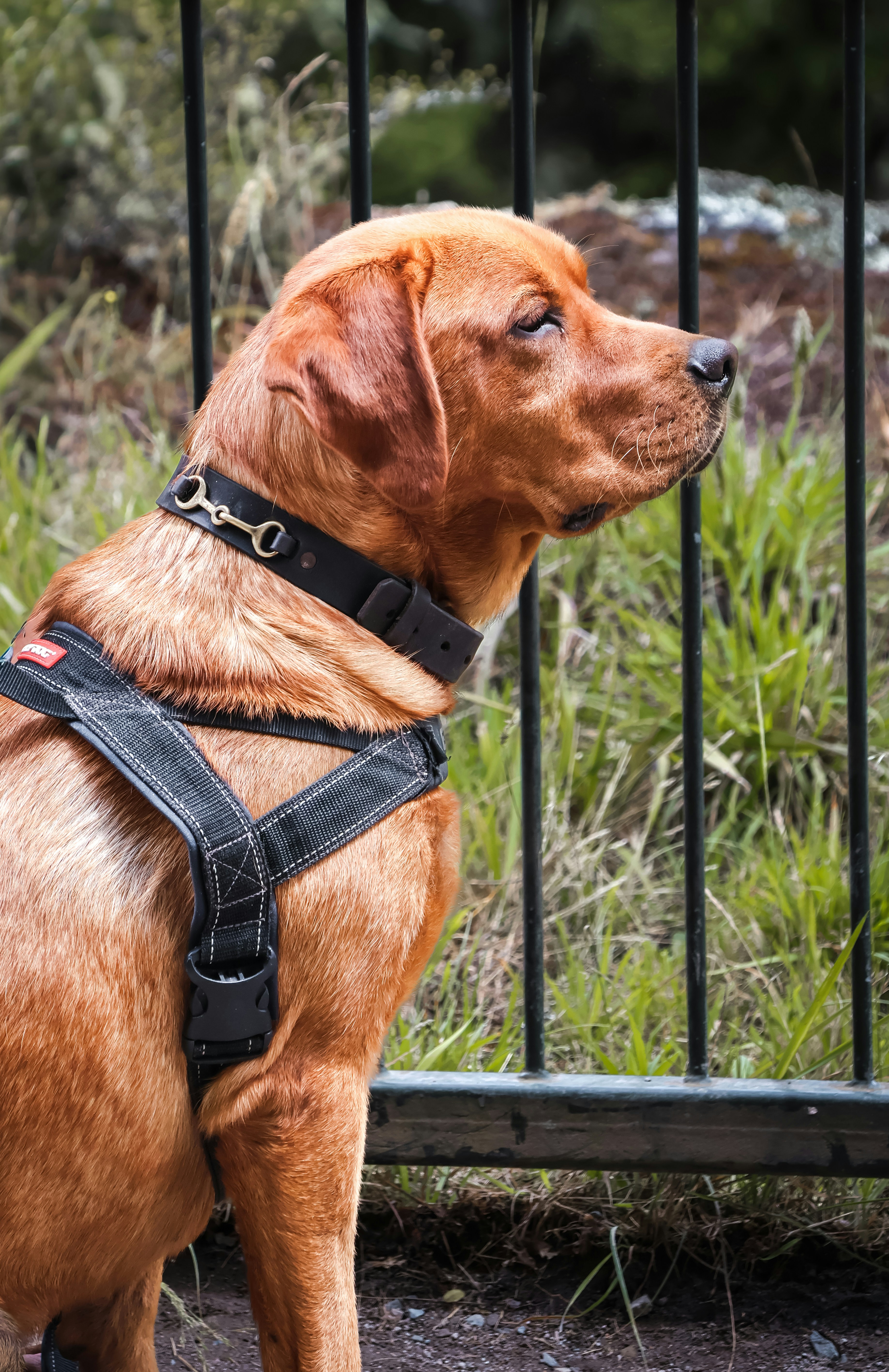 Focused Quiet: A Golden Retriever in Profile by the Fence