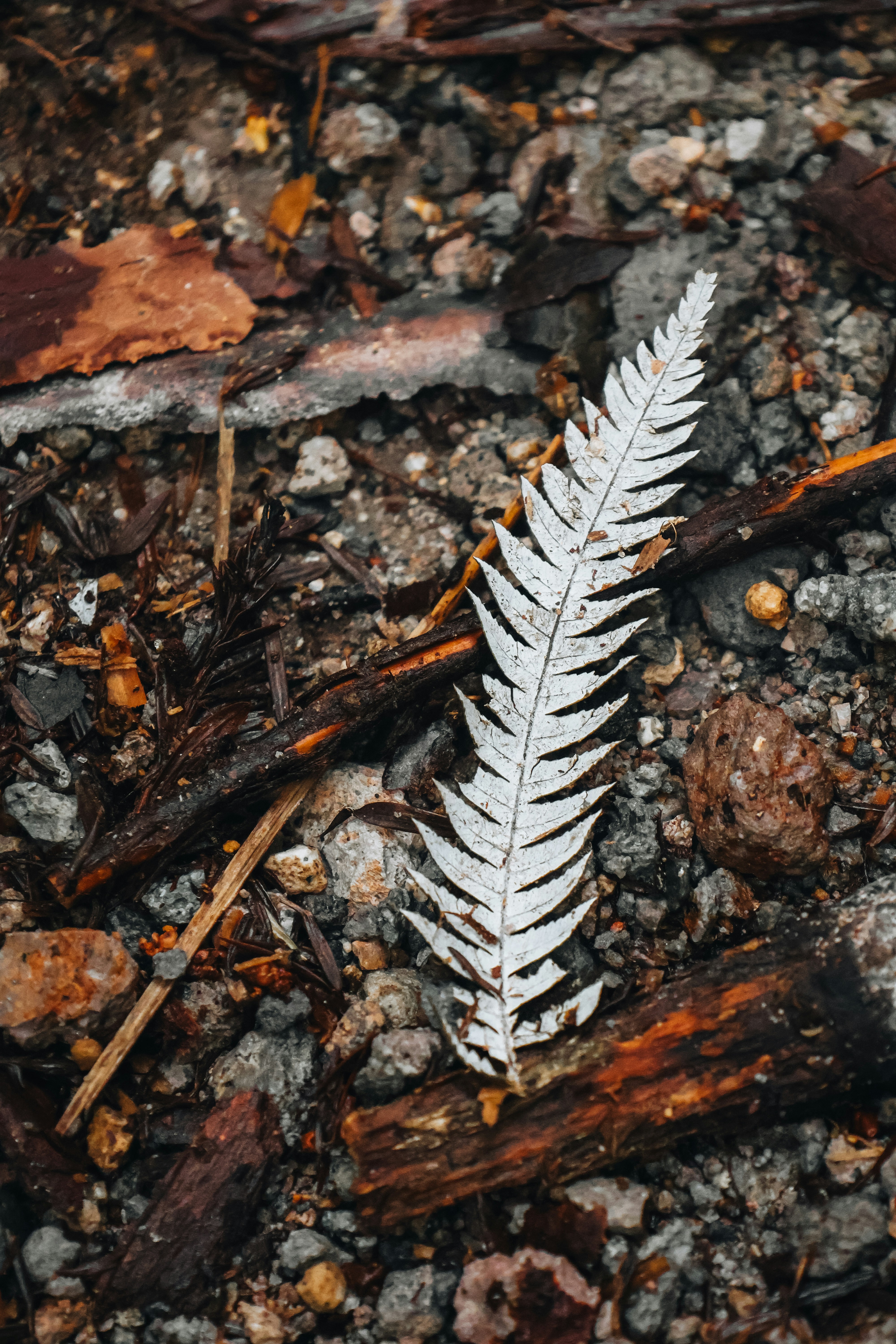 Snow-White Frond Amid Charred Ground