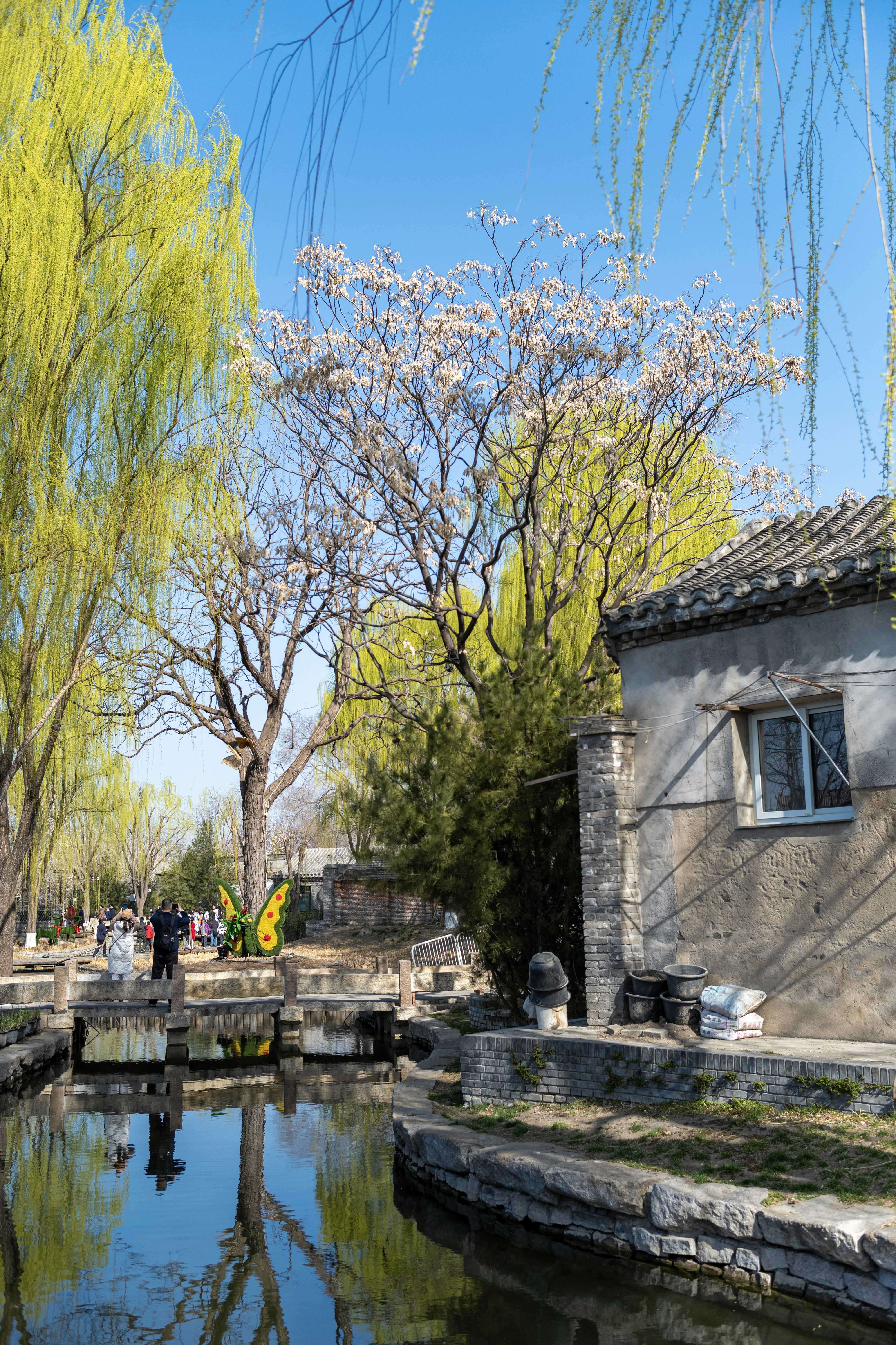 Spring riverside in a sunlit alley with blossoming trees and a tranquil canal