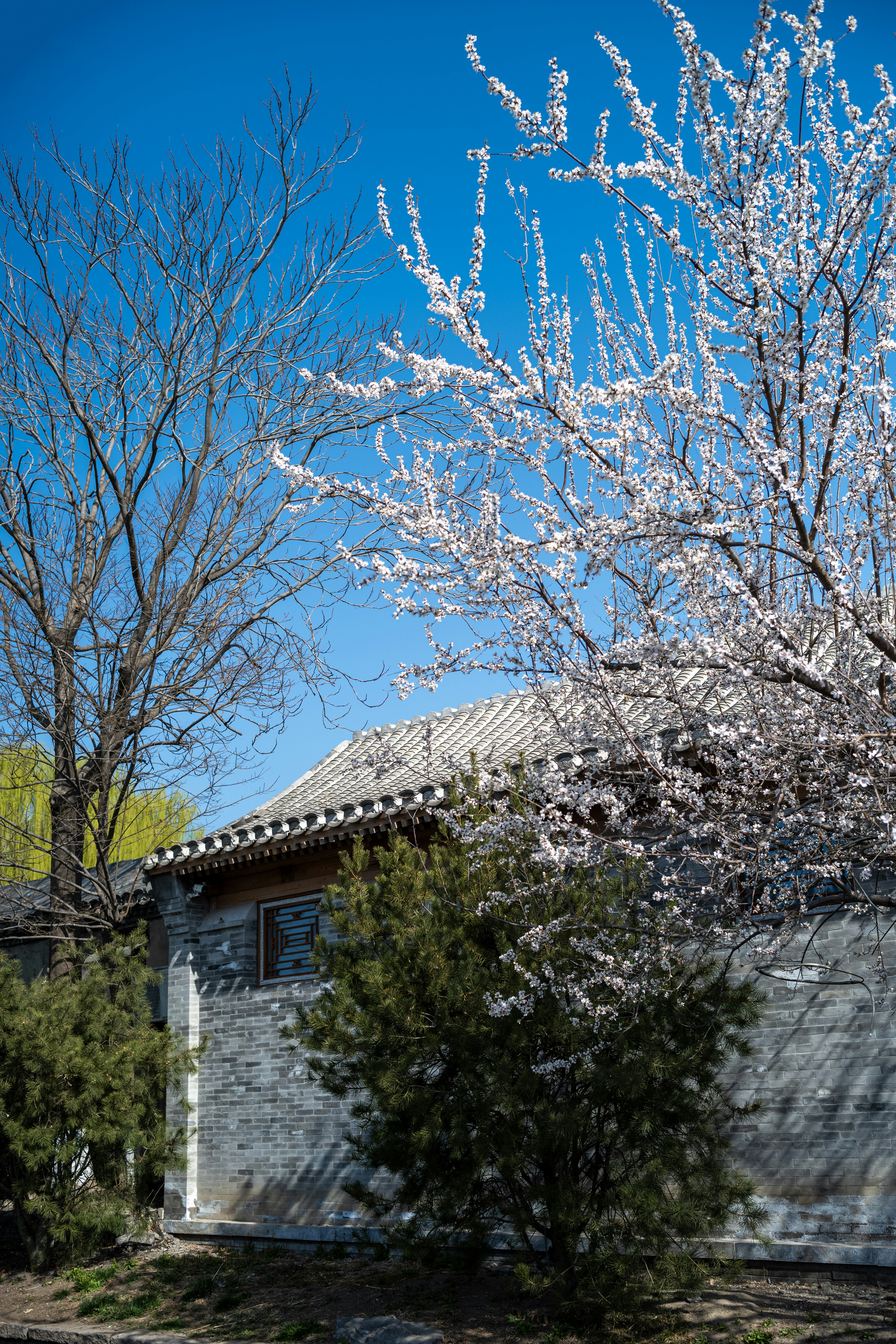 Blossoms Over the Courtyard Wall