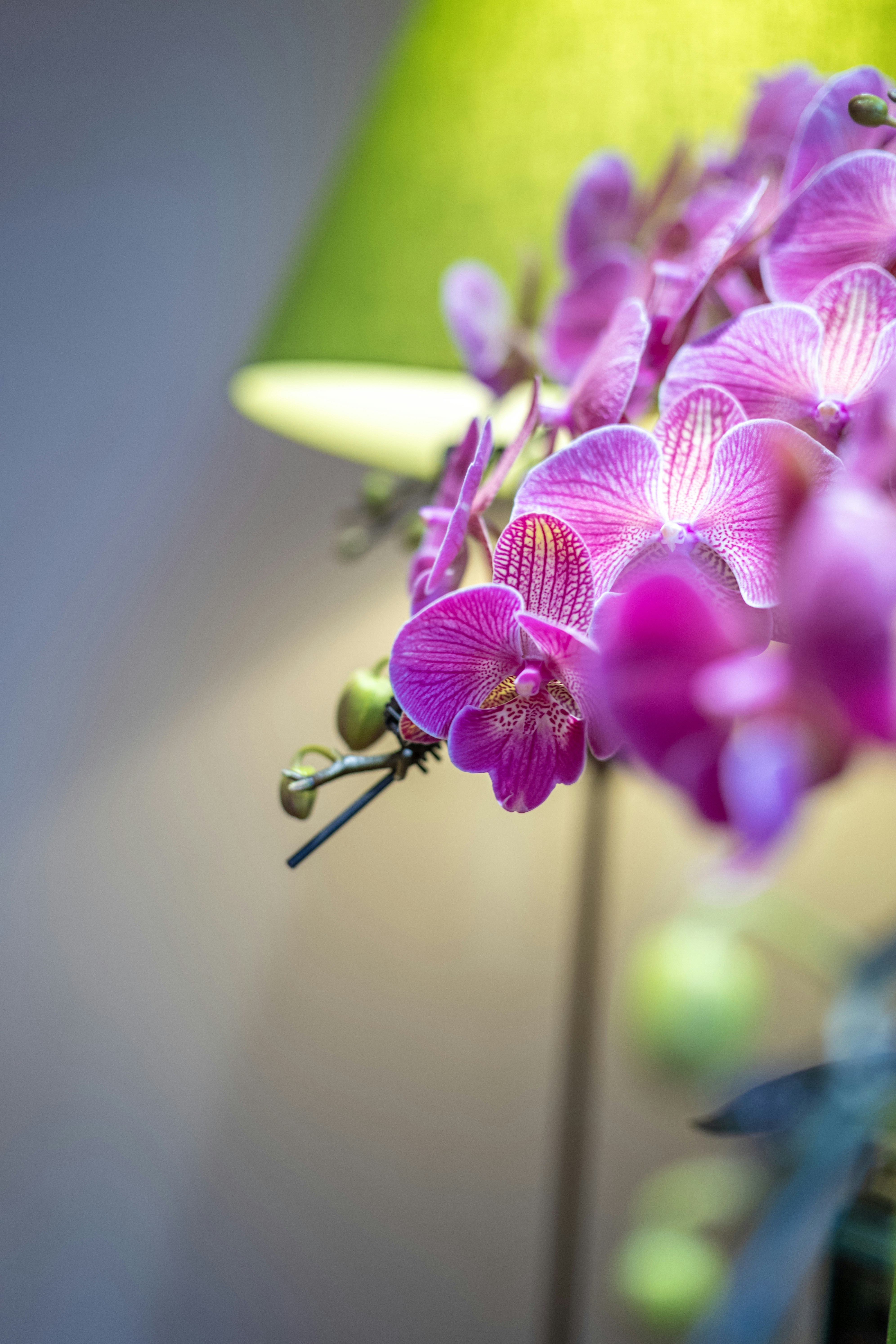 Vibrant Orchid close-up with Soft Bokeh Backdrop