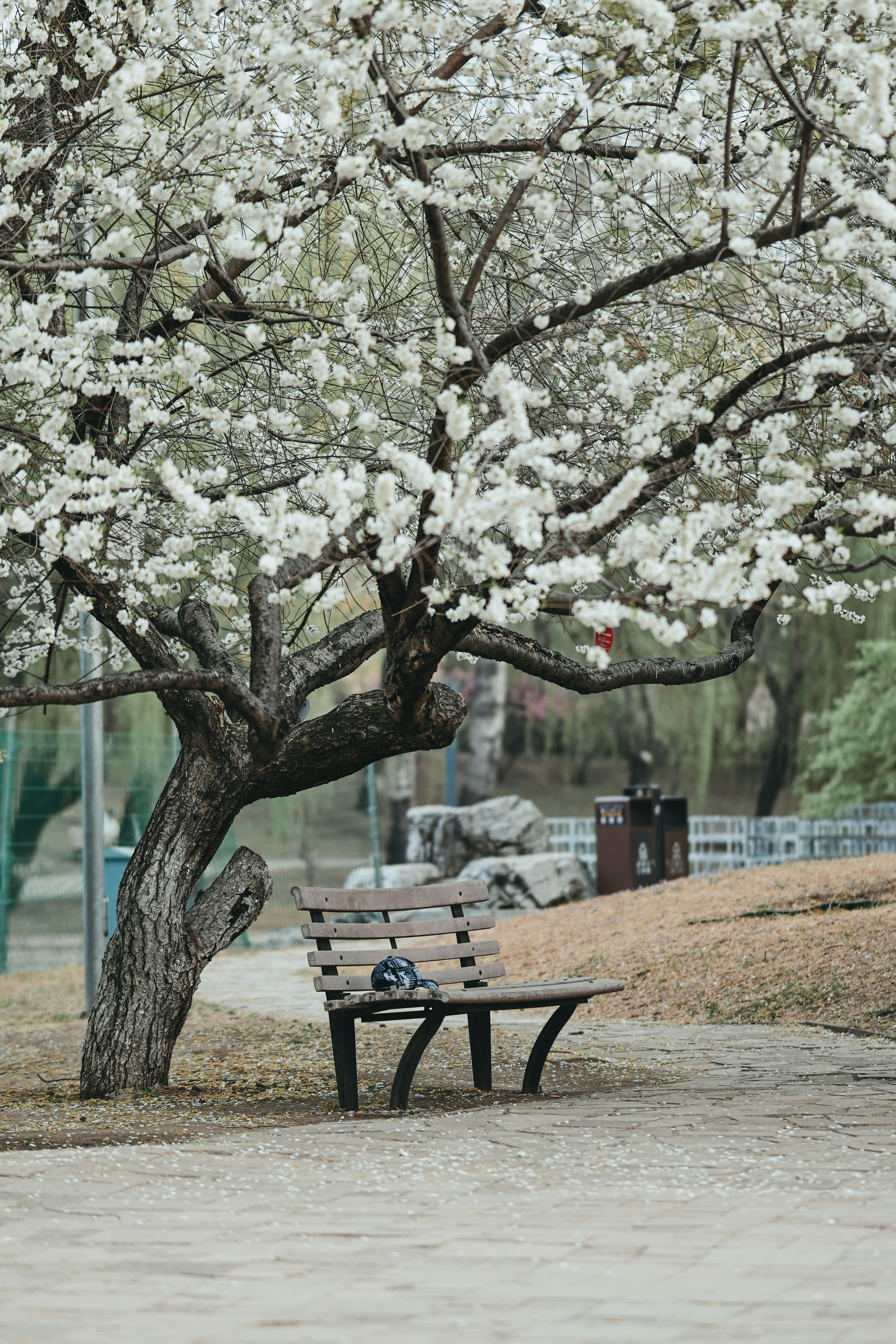 Blossoms over a Quiet Park Bench