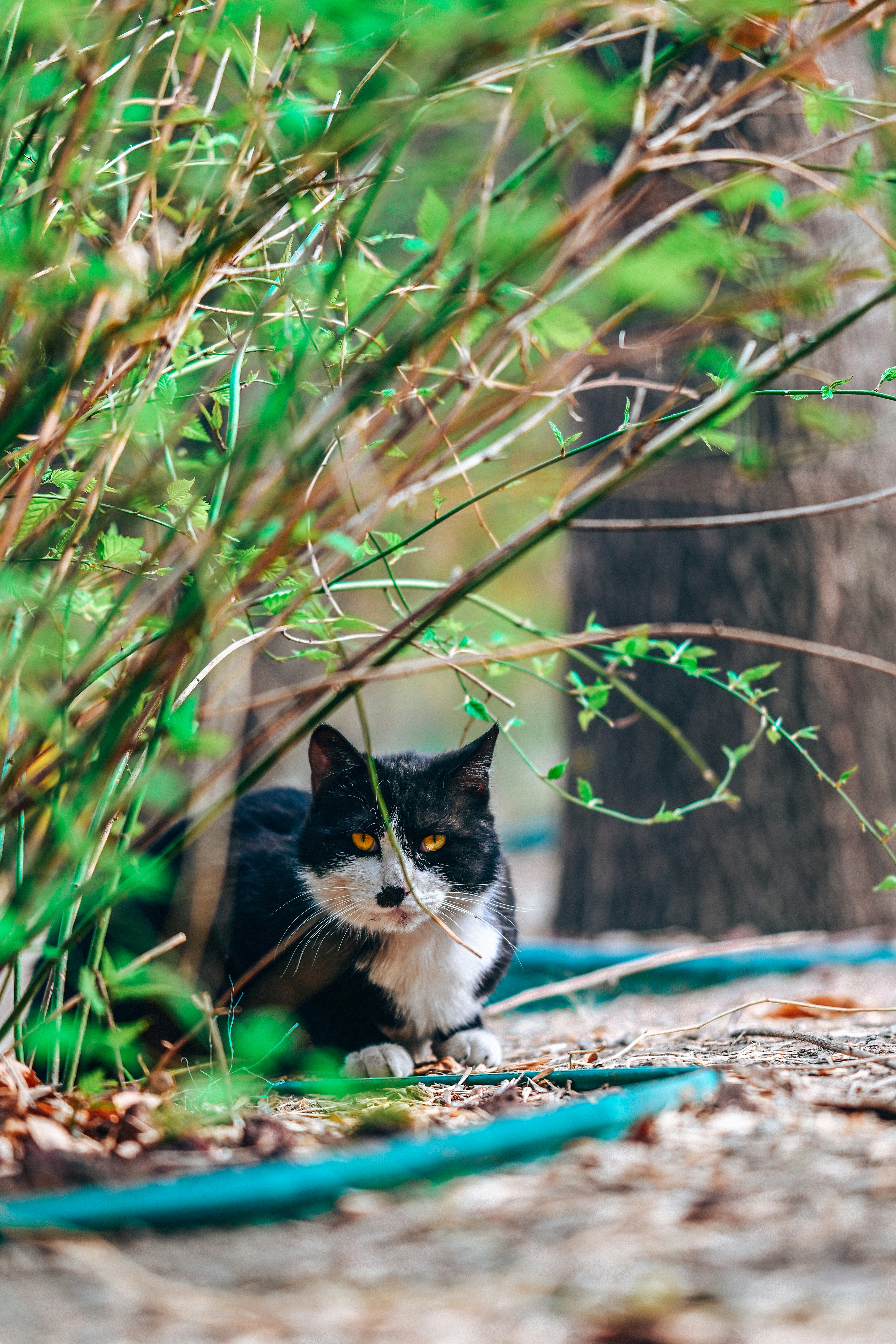 Hidden Prowl: A Black-and-White Cat Beneath Green Veil