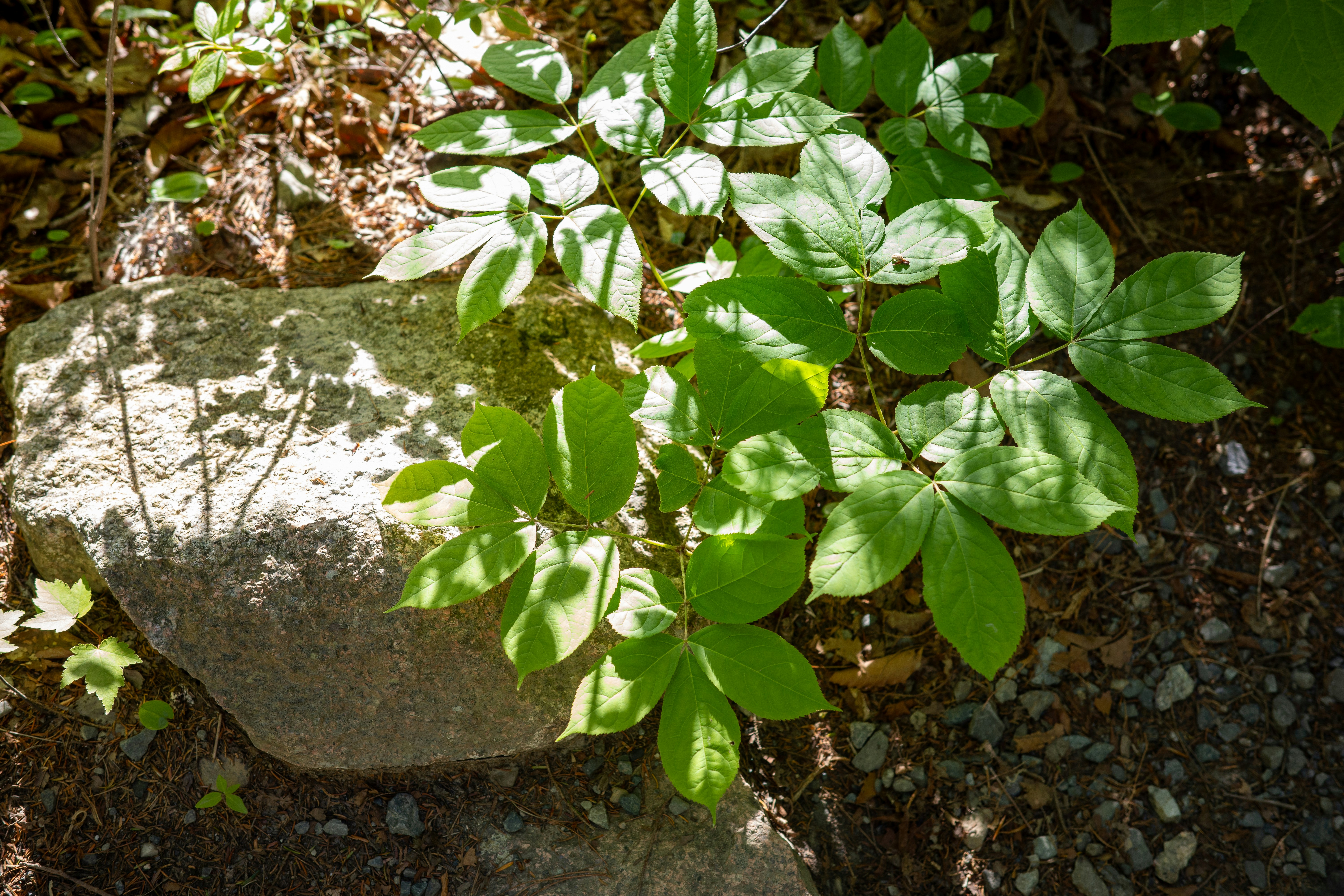 Verdant rock garden with sunlit green leaves