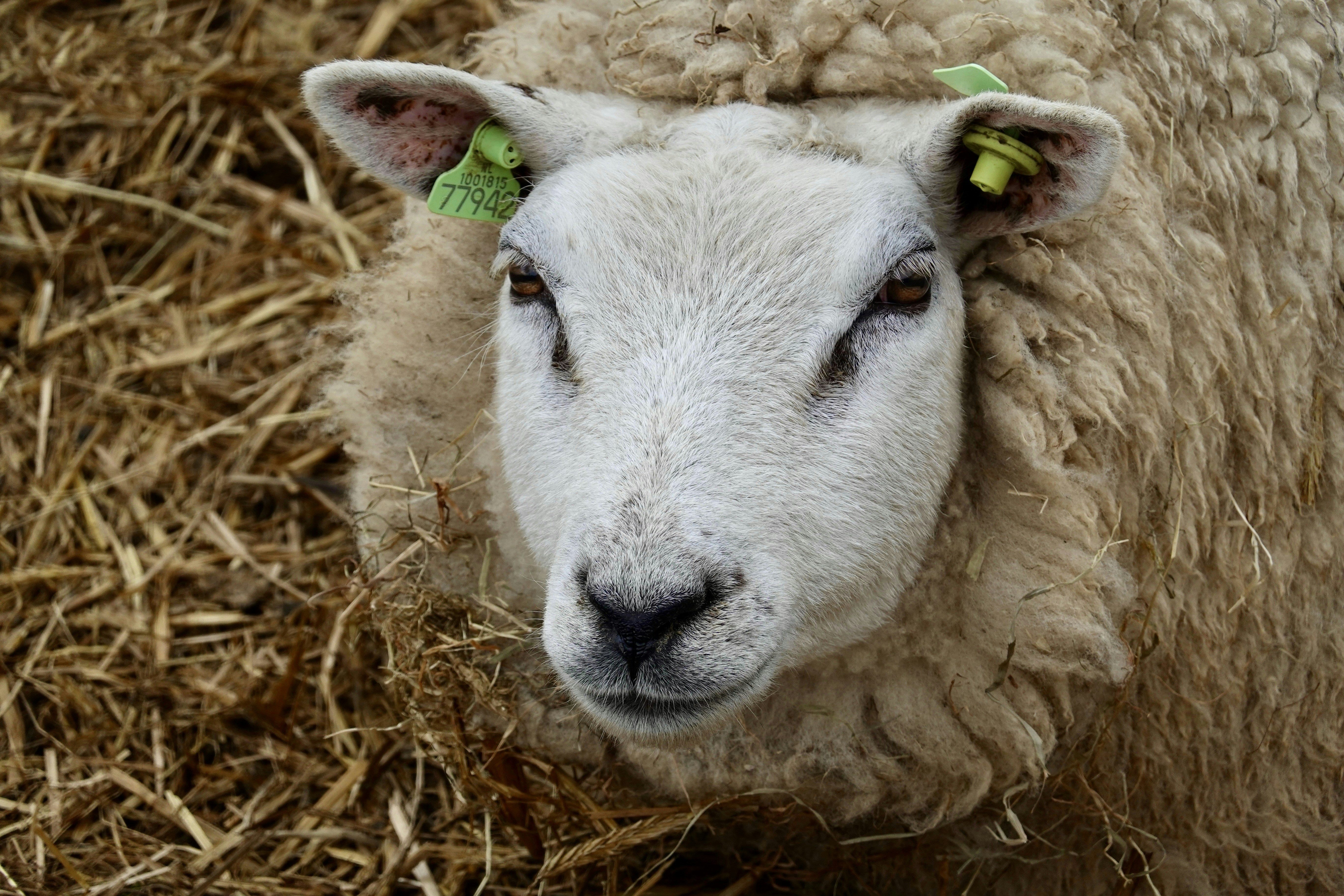 Close-up of a woolly sheep’s calm gaze among straw