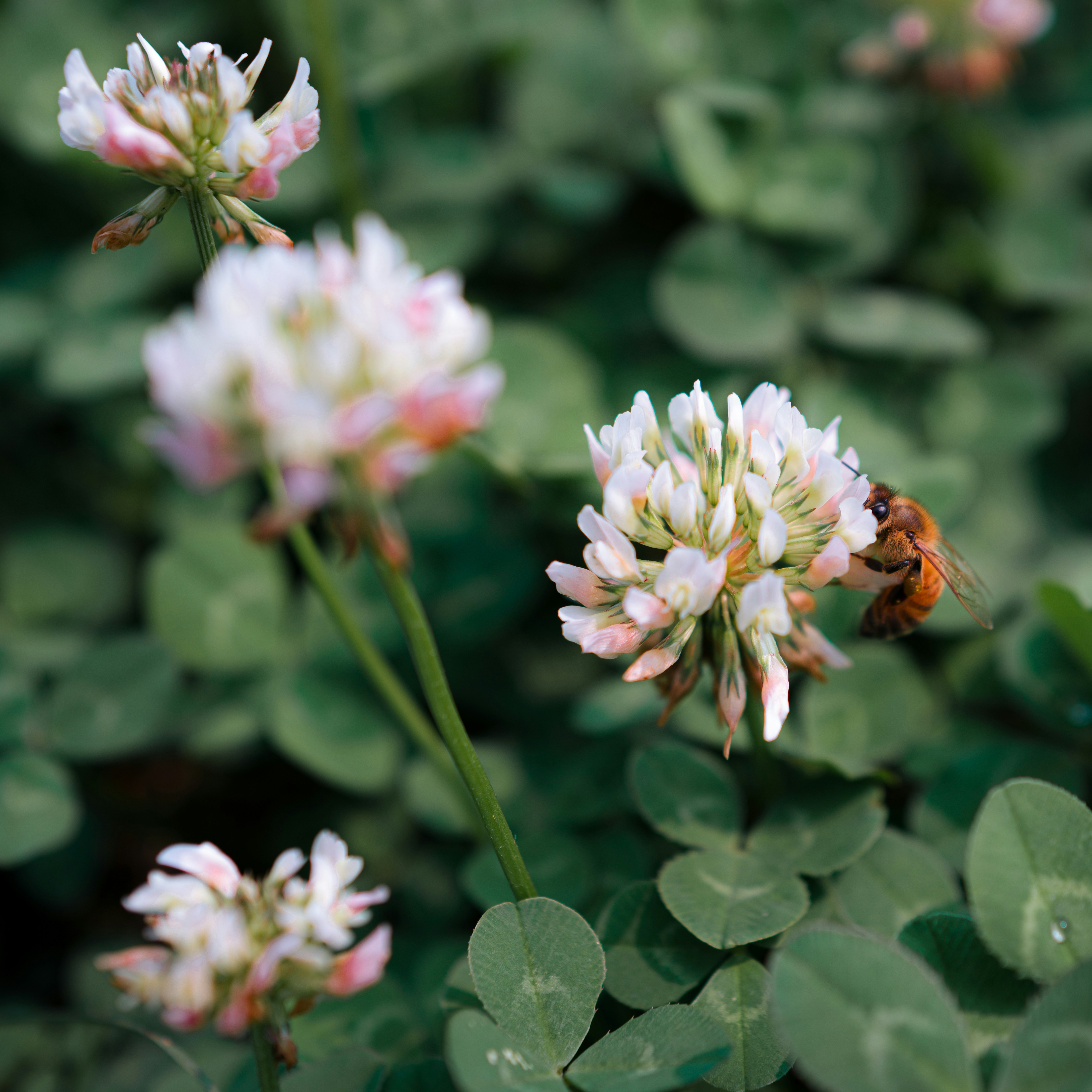 Bee and Bloom: A Soft Closer Look at Clovered Blooms