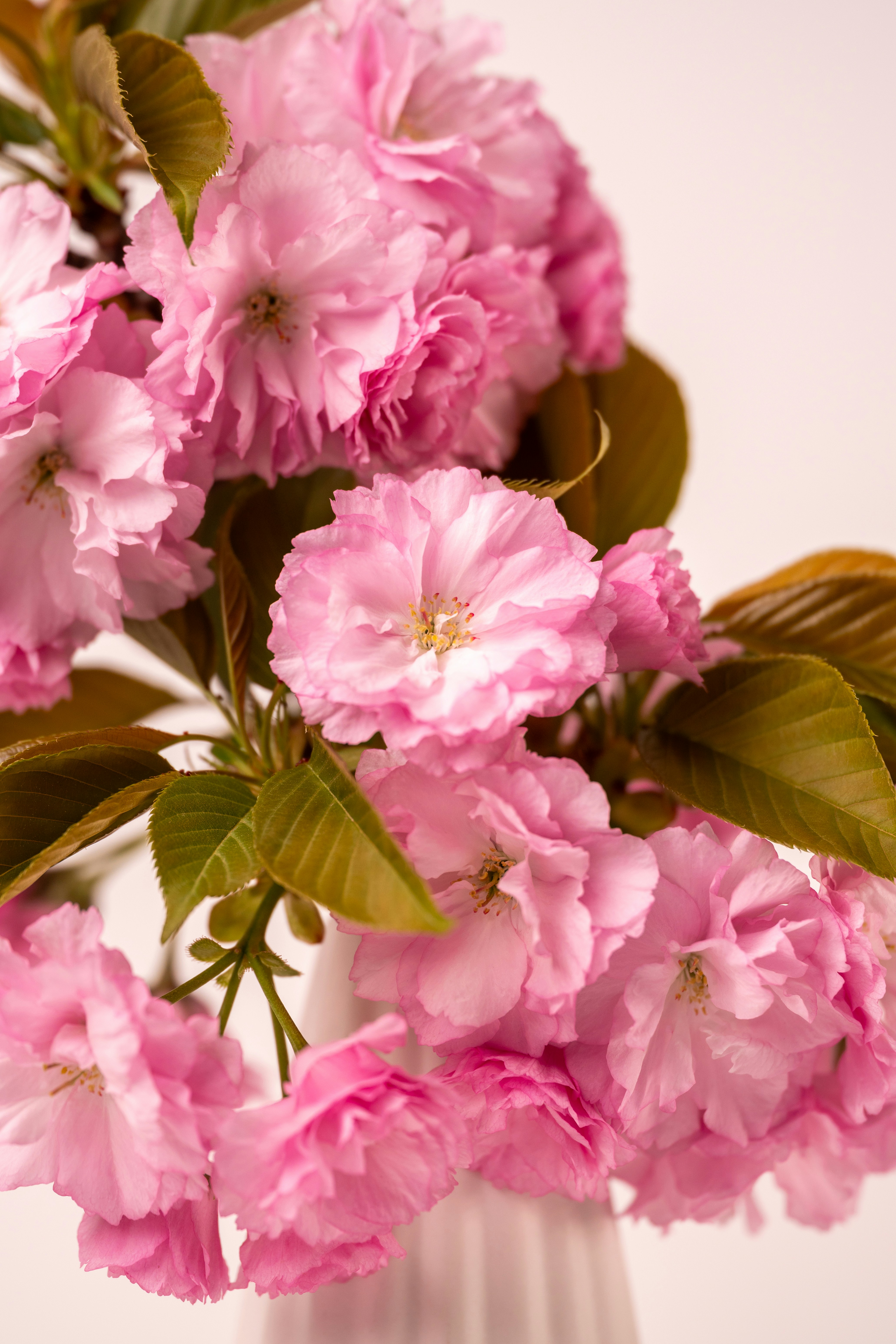 Blossoms in Soft Light: A Gentle Pink Bouquet