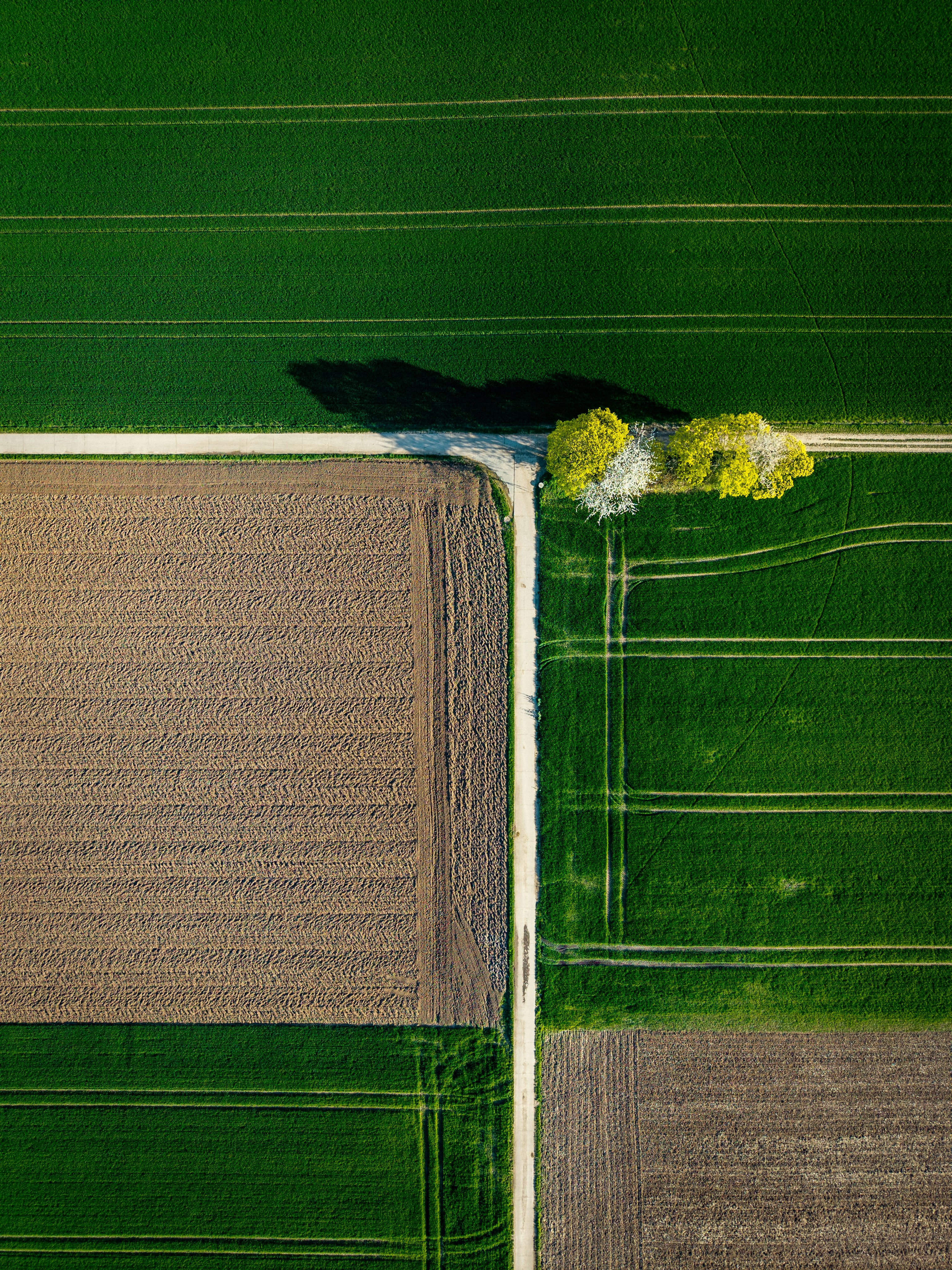Aerial crossroads: green fields, dirt road, and line of trees