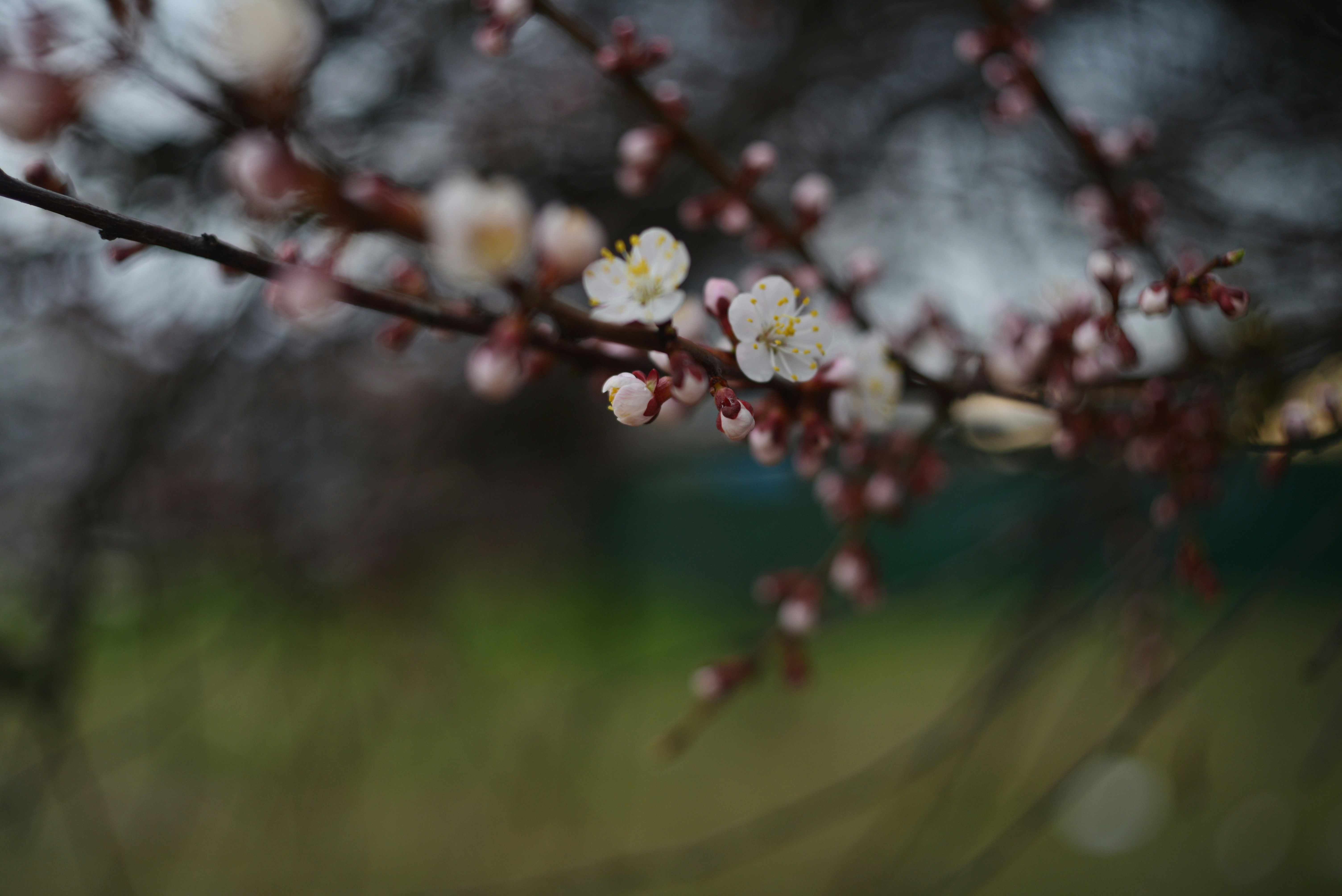 Blossoms in Focus: A Delicate Moment of Spring