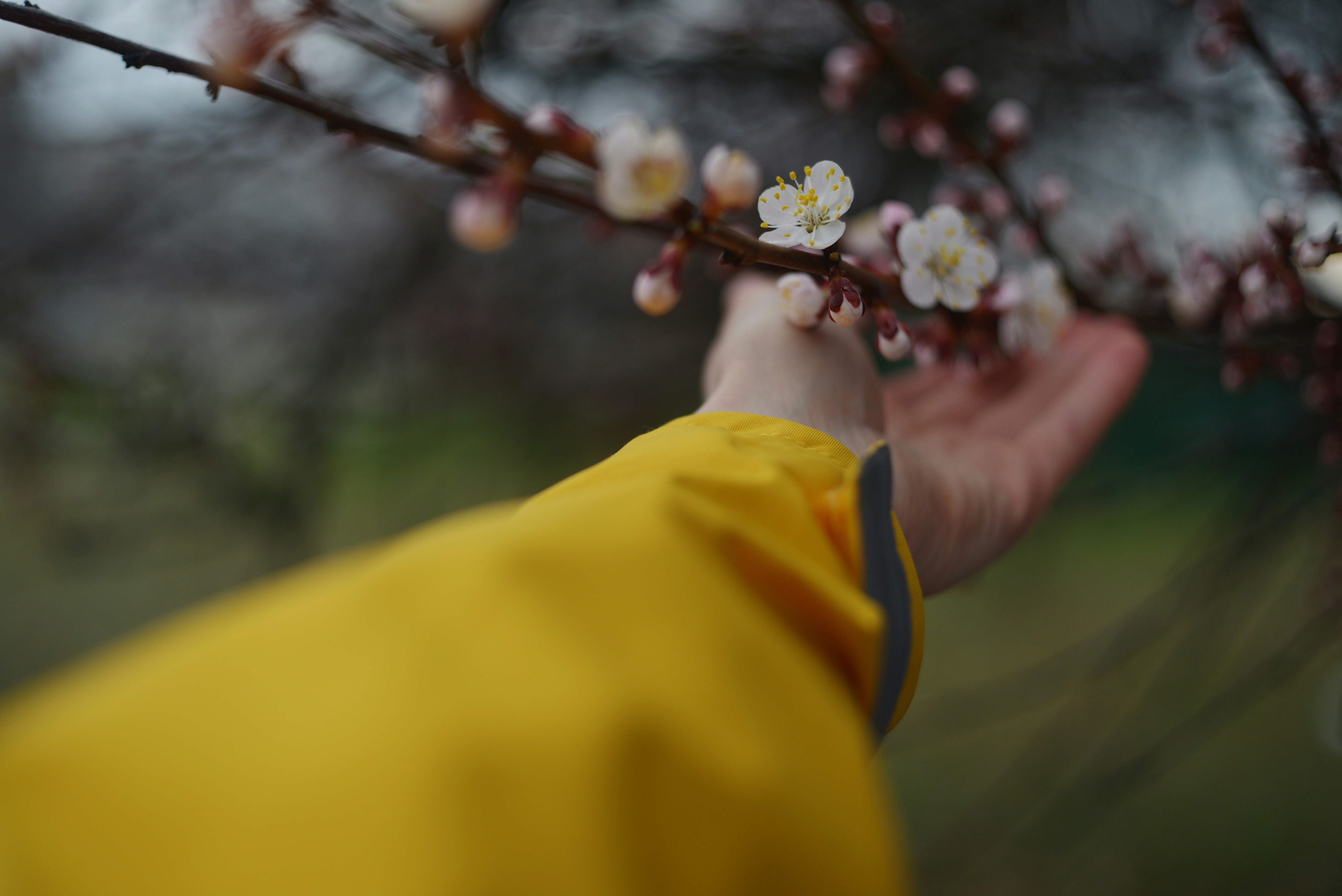 Yellow sleeve extends toward delicate blossoms on a branch in spring