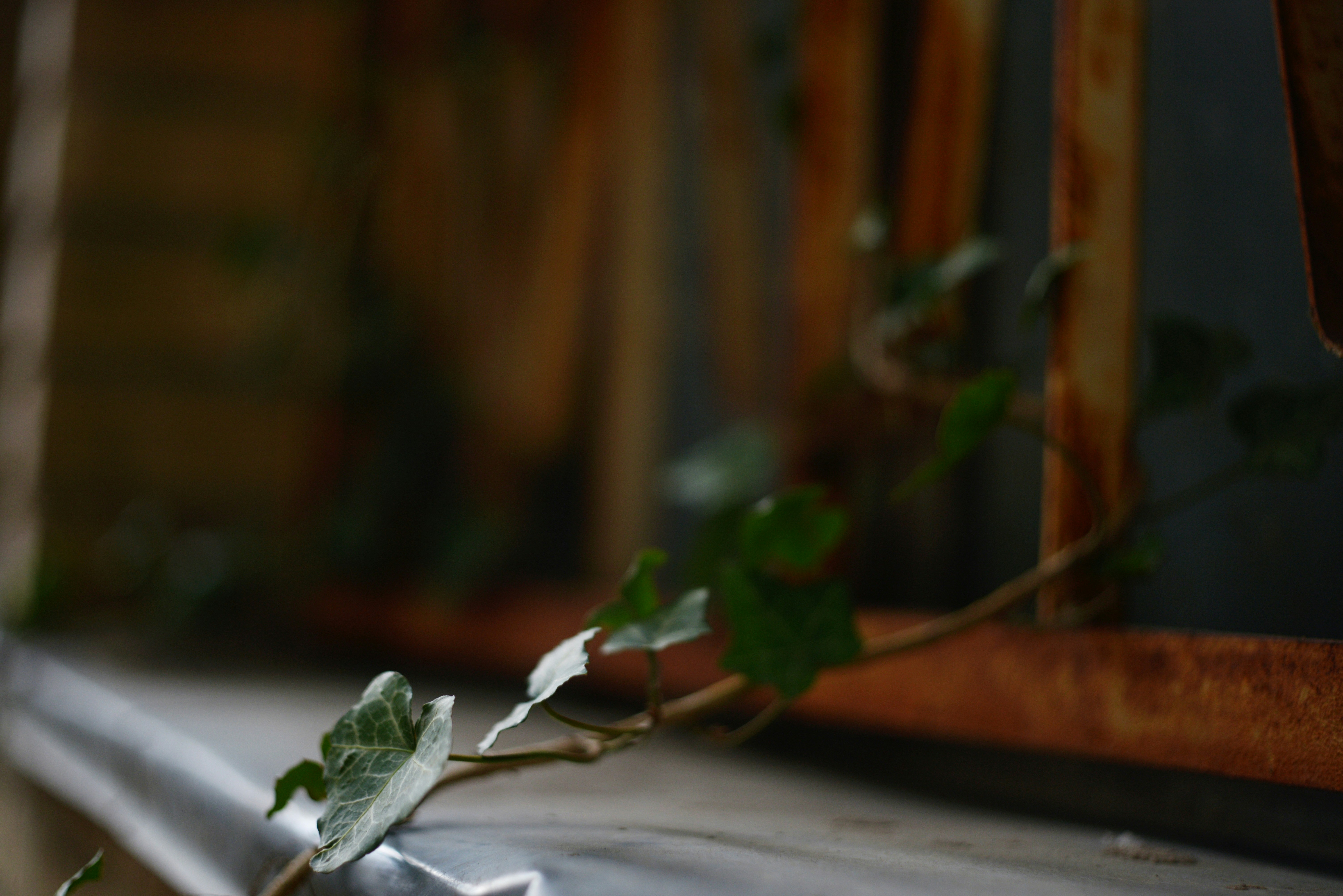 Vines Claim the Windowsill: A Quiet Rust and Green Moment