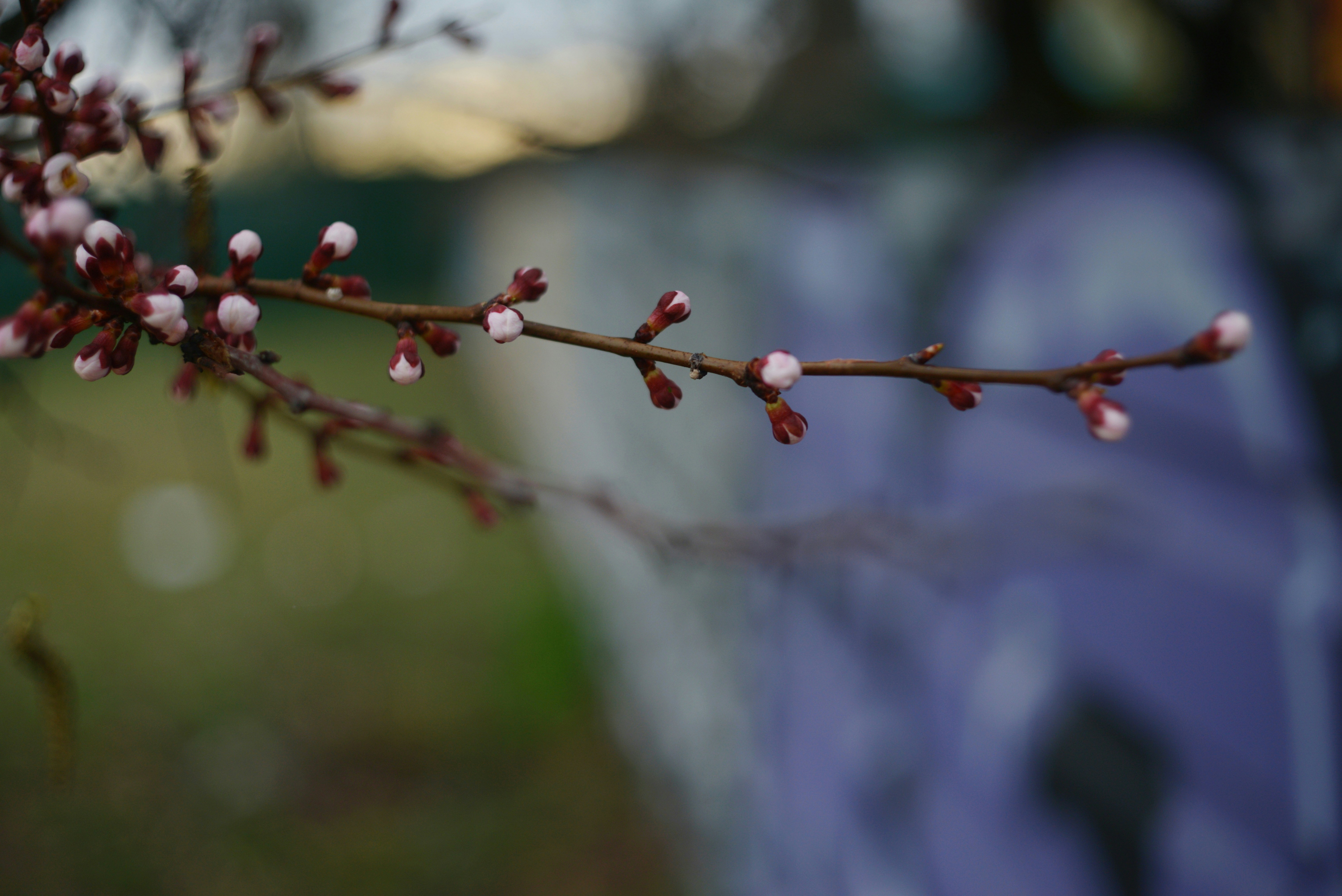 Blooming Branch in Soft Blur