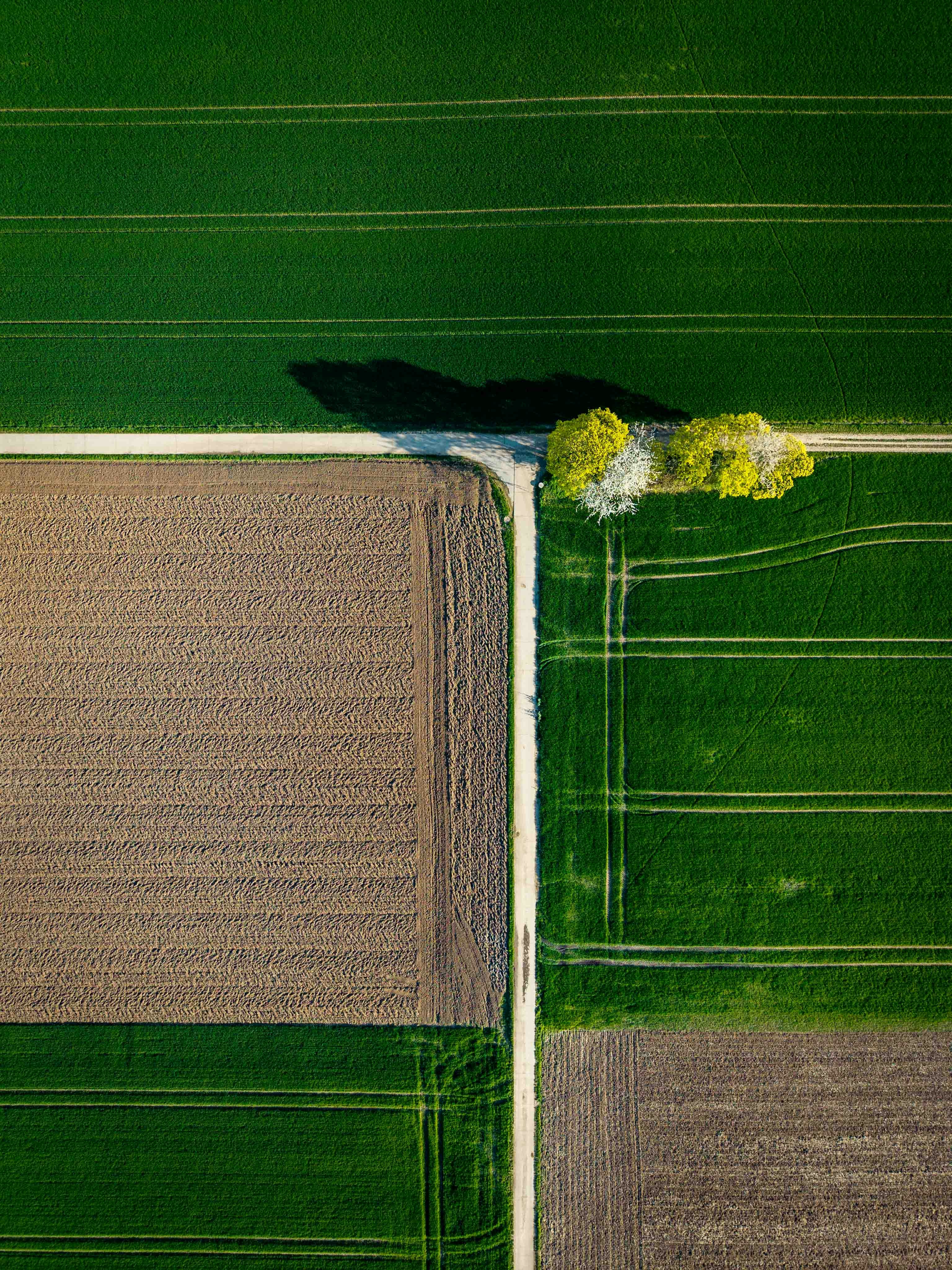 Aerial Confluence: Field Edges and Tree Line at the Intersection