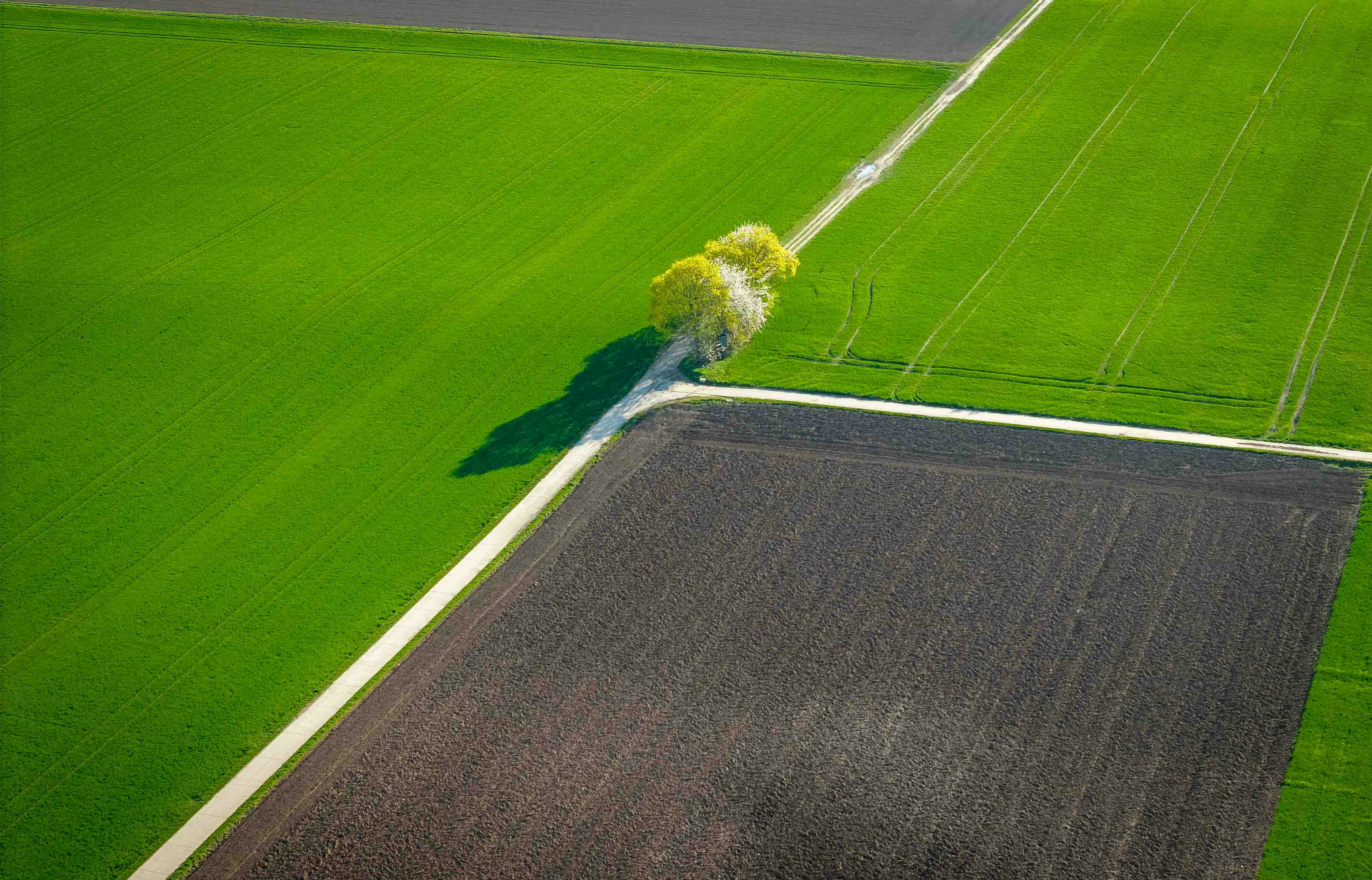 Green fields with a lone tree and dark soil