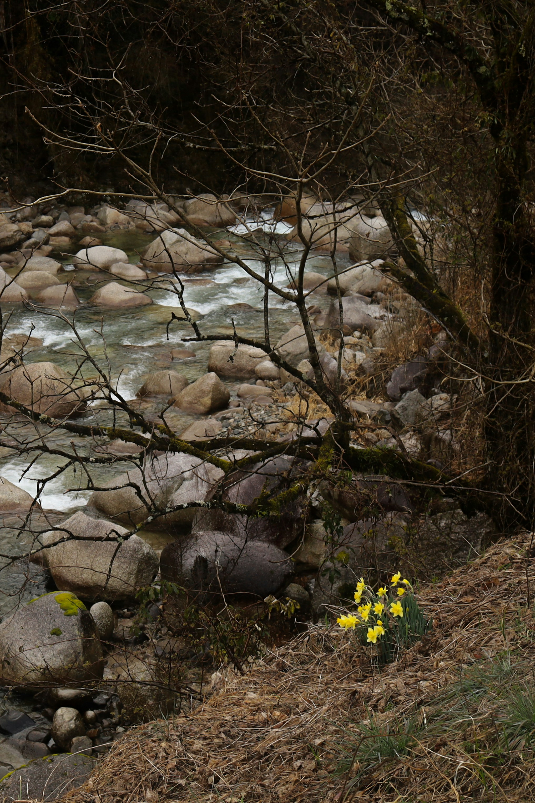 Yellow bloom by riverbed: resilience among stones and bare branches