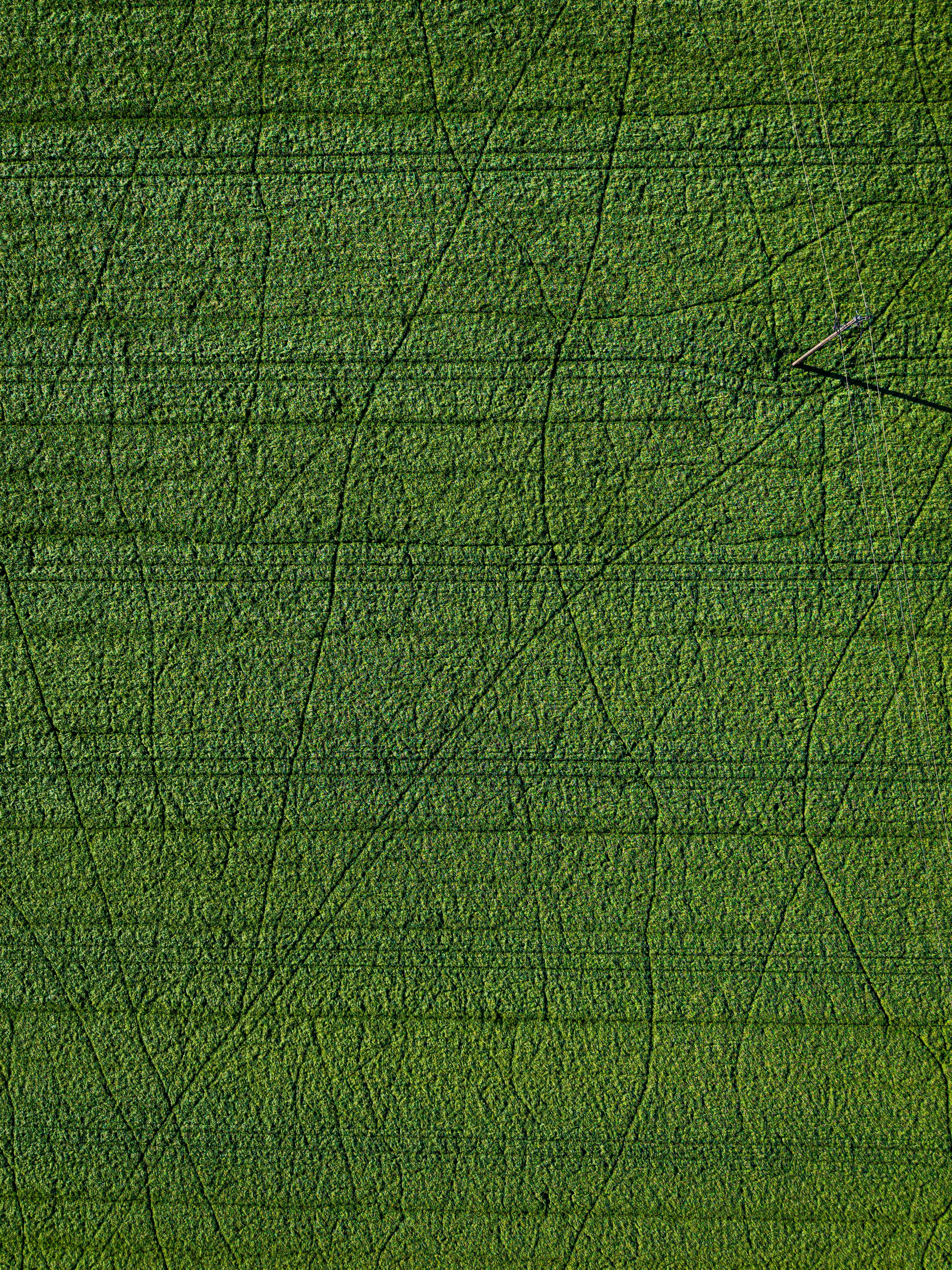 Crisscrossed Meadow: Aerial Lines in Fresh Green