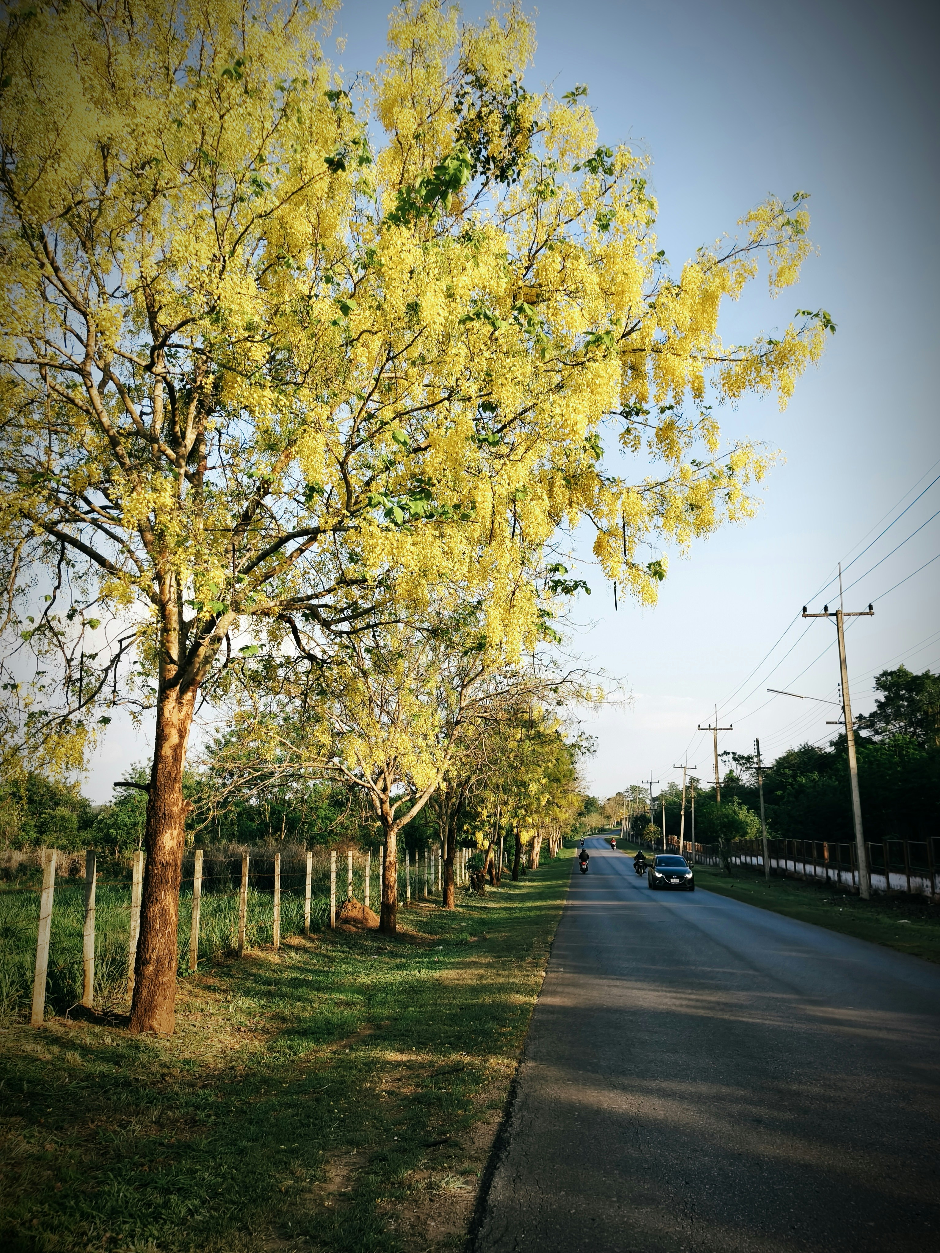 Golden Canopy Over a Quiet Rural Road