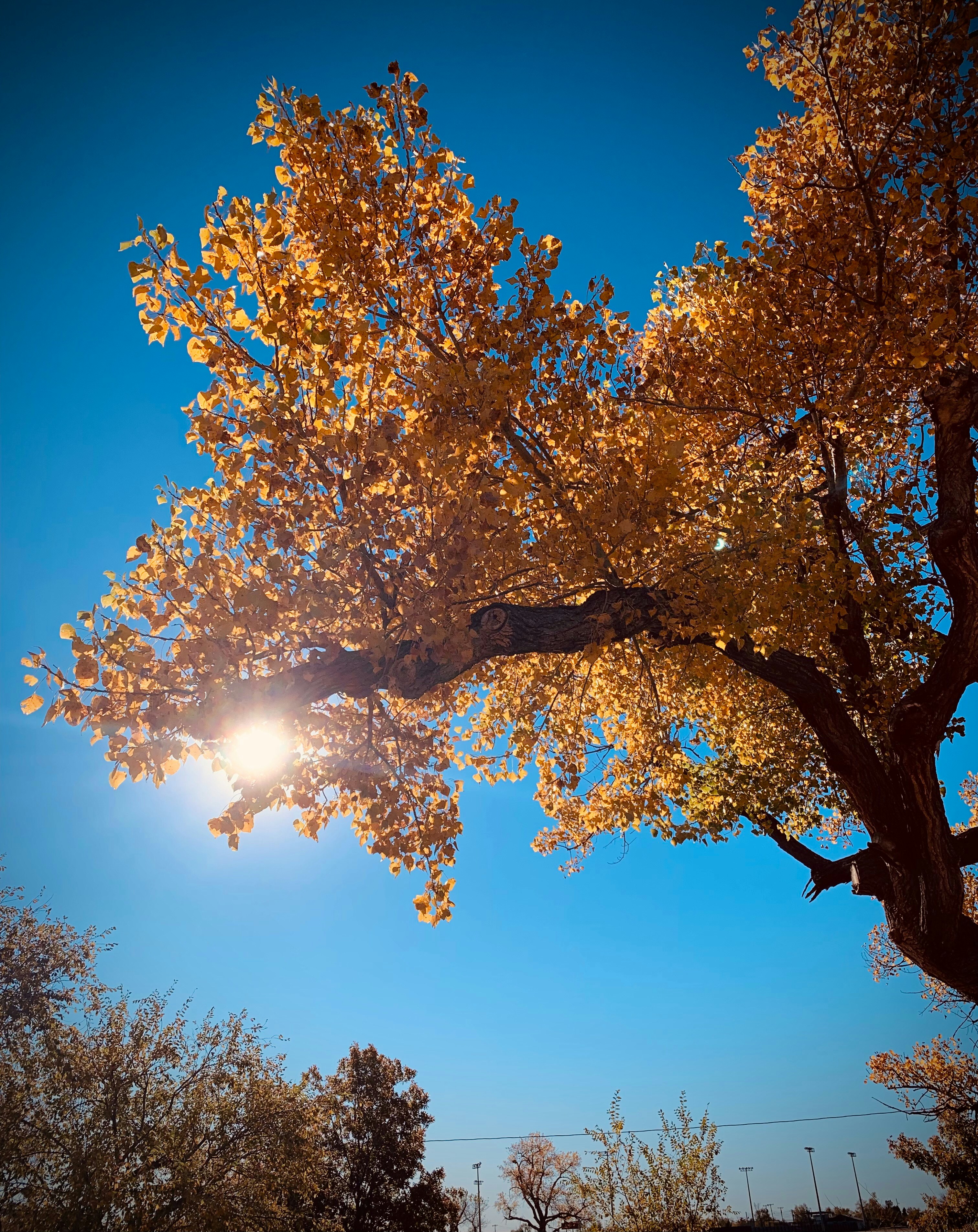 Golden autumn leaves fan across a bright blue sky with the sun peeking through the branches; a large tree forms the focal point in a sunny park scene.