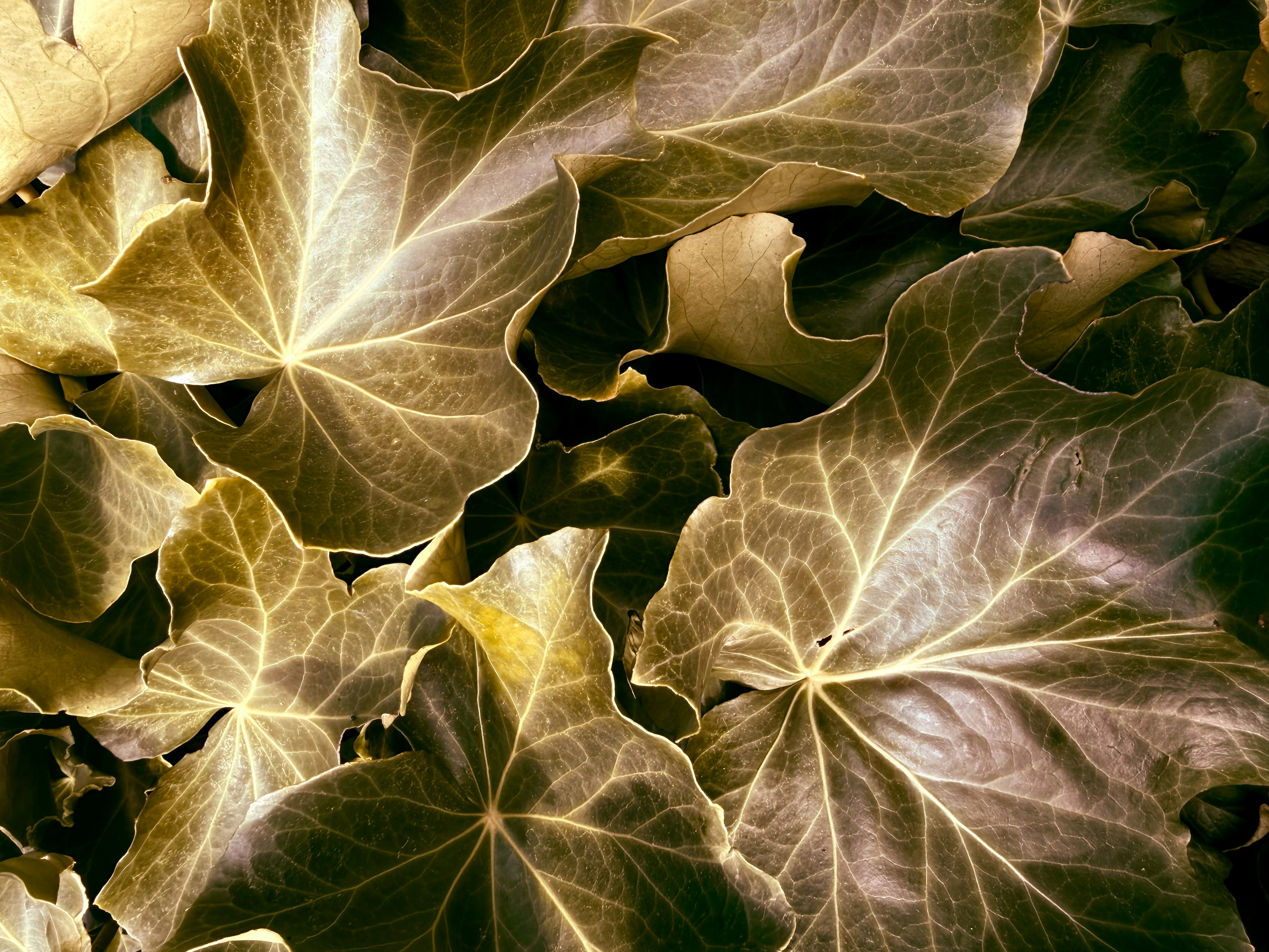Golden Veins: Close-Up of Leaf Chorus