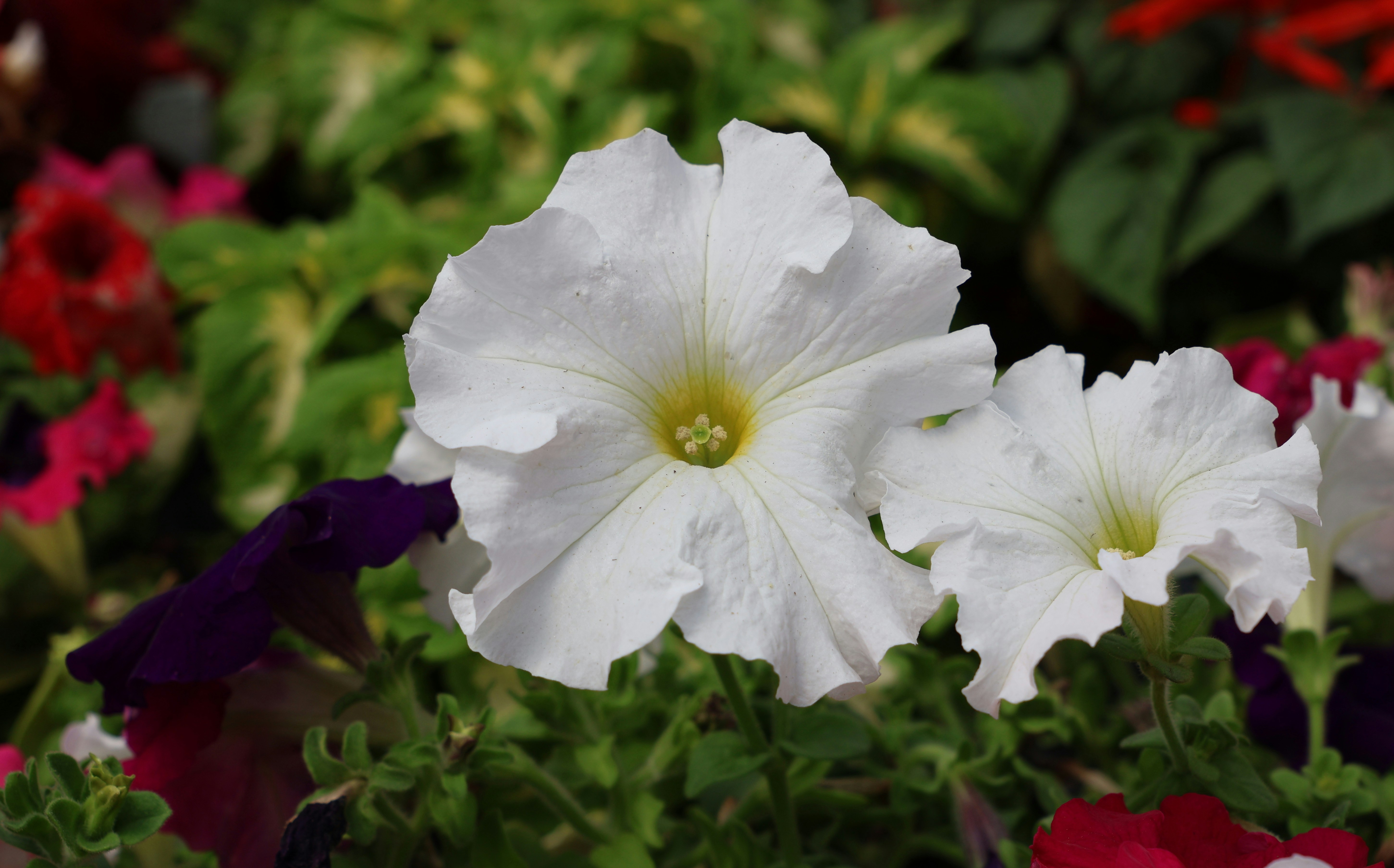 White Petunia Bloom Framed by a Colorful Garden Bed