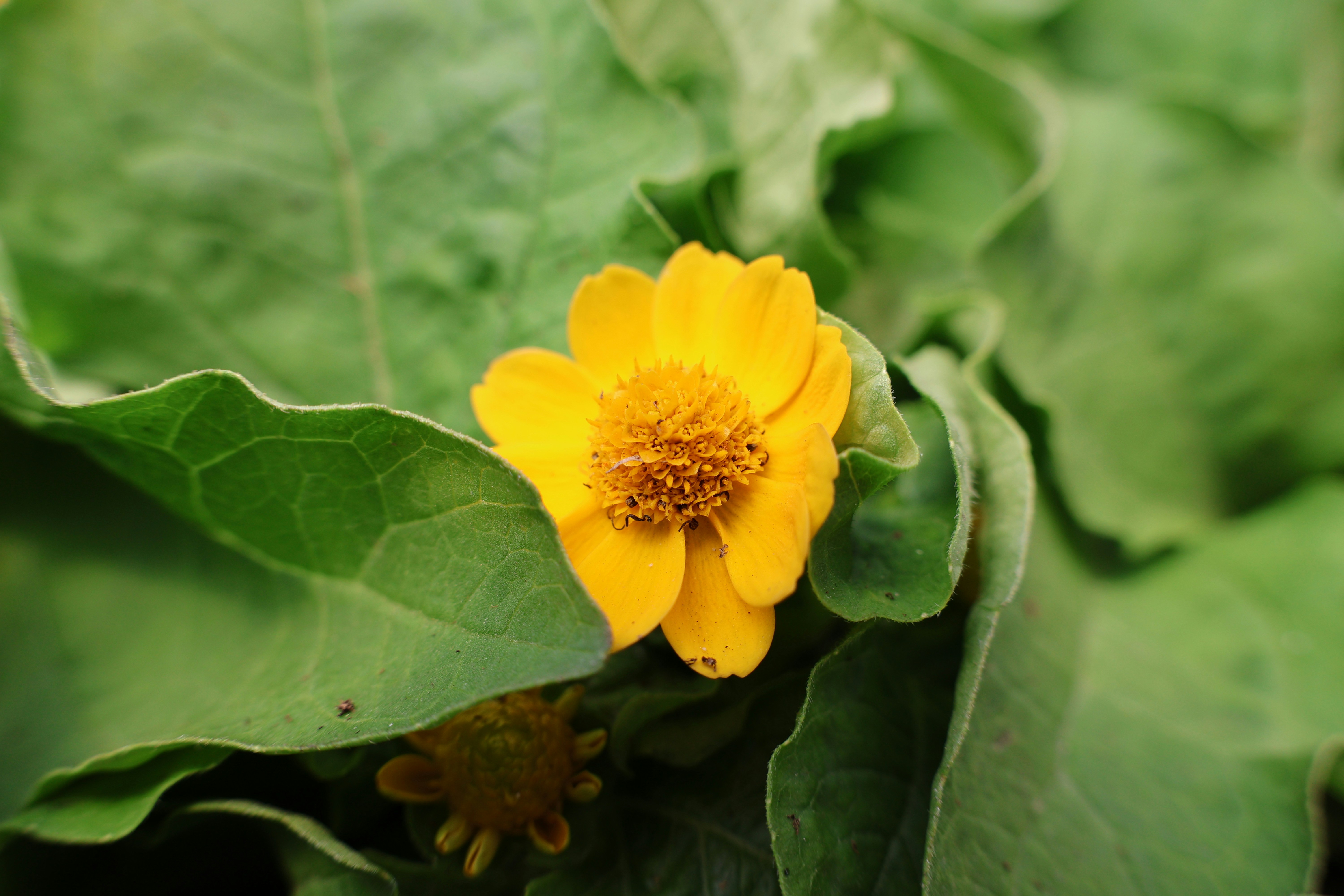 Sunlit Yellow Bloom Amid Broad Green Leaves
