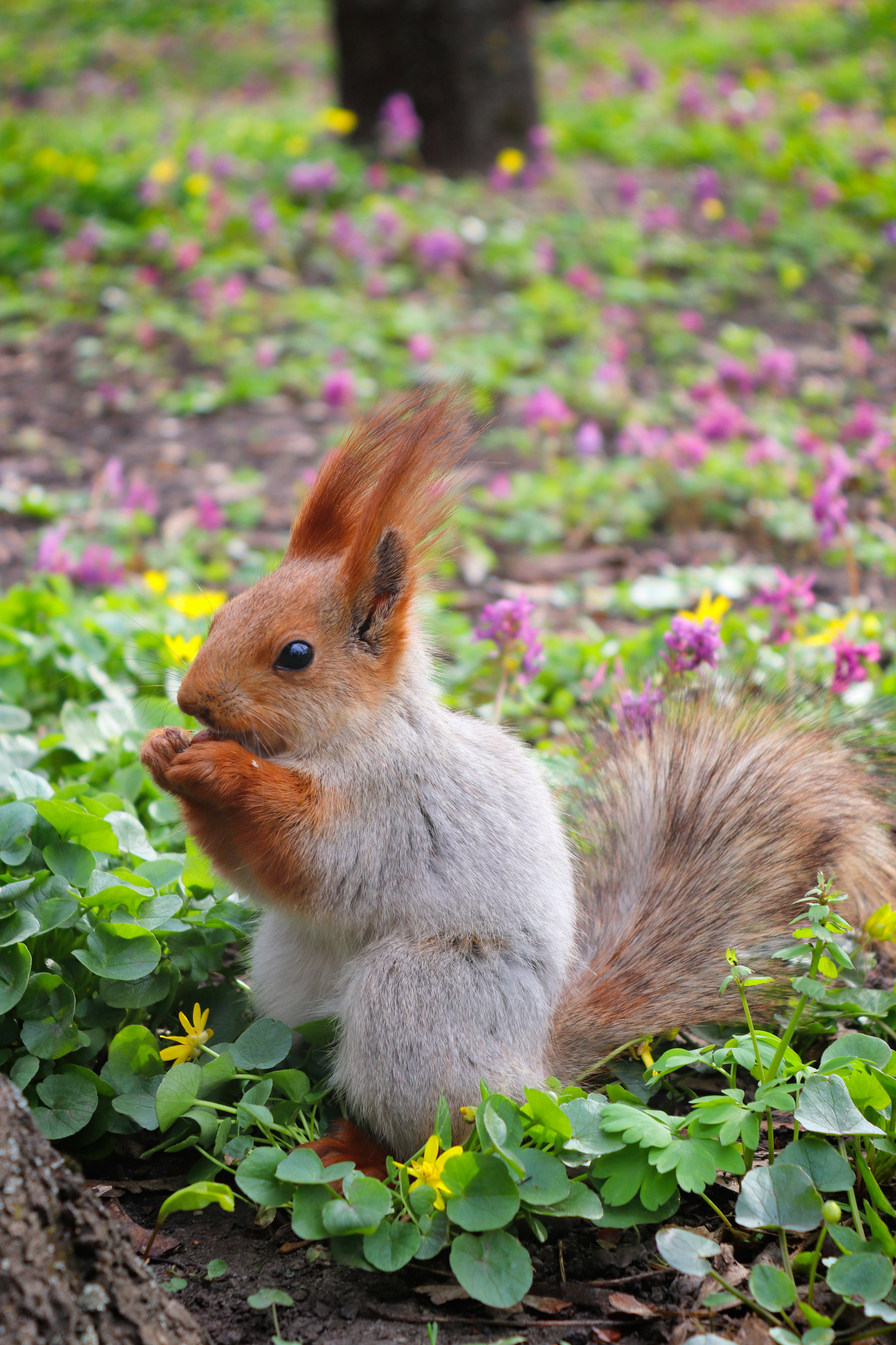 Nut-gleaner in a blossom carpet
