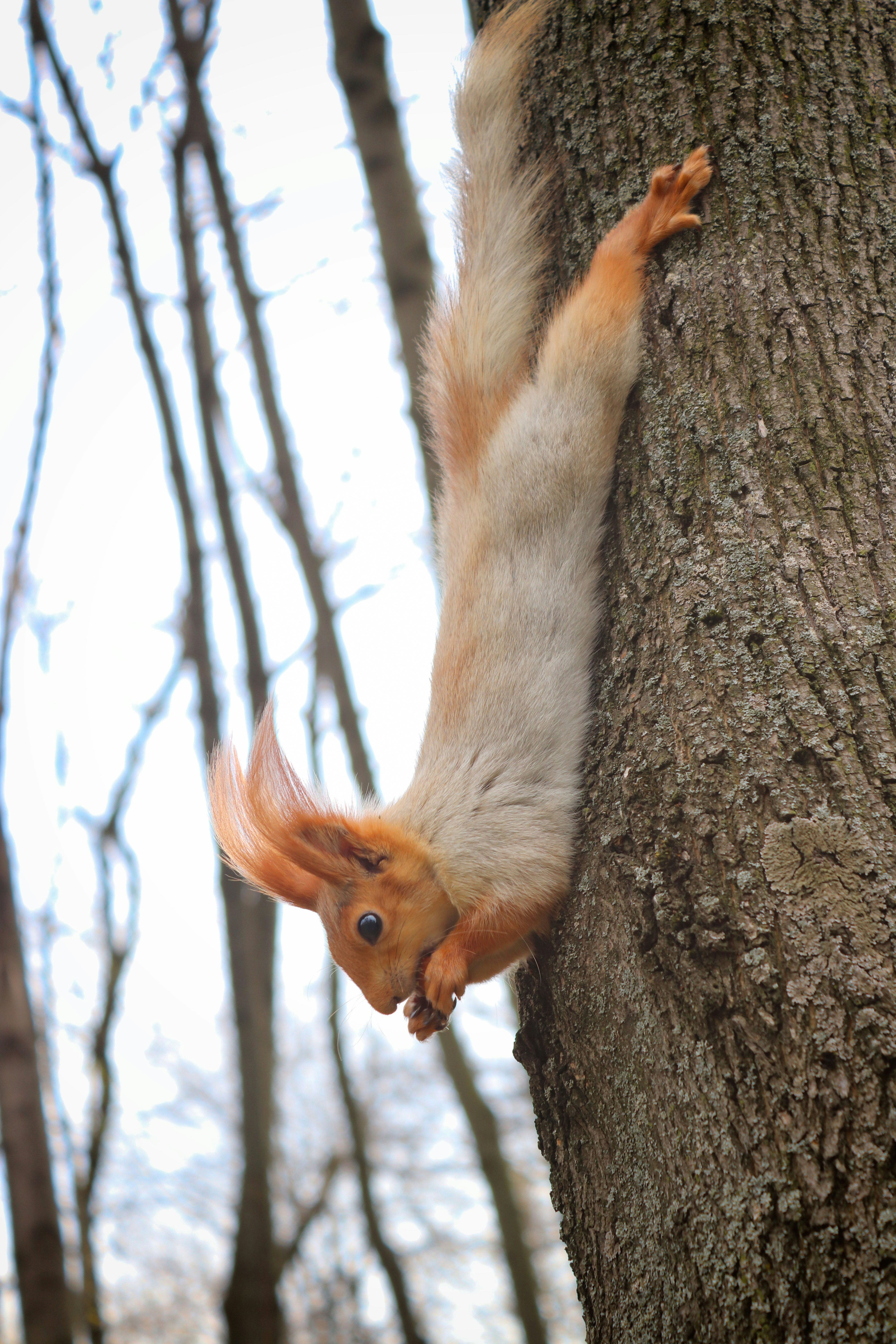 Acrobatic Squirrel Grasping the Bark