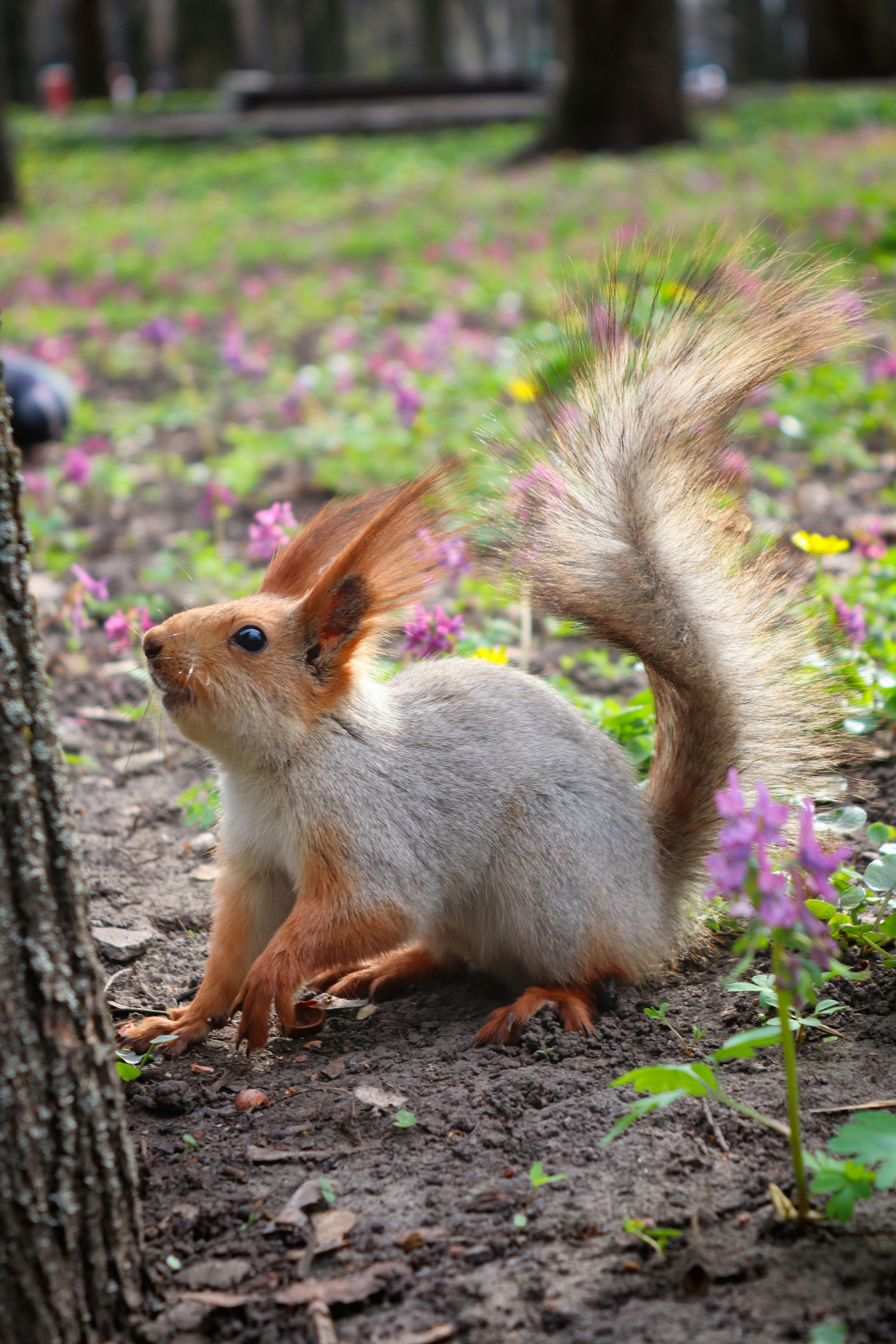 Squirrel on the Park Floor: A Curious Glimpse Among Spring Blooms