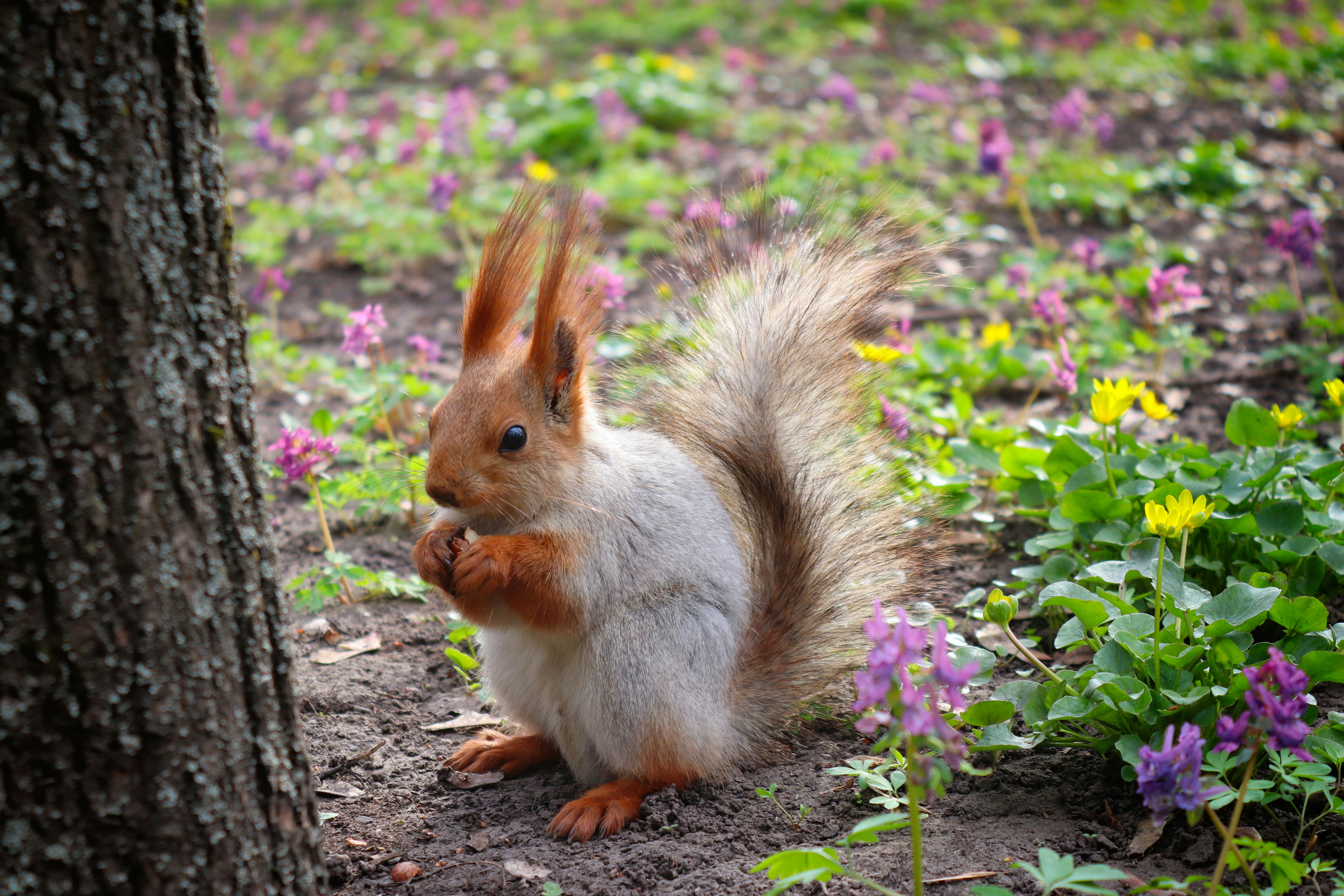 Squirrel Snack Break by the Flower Border