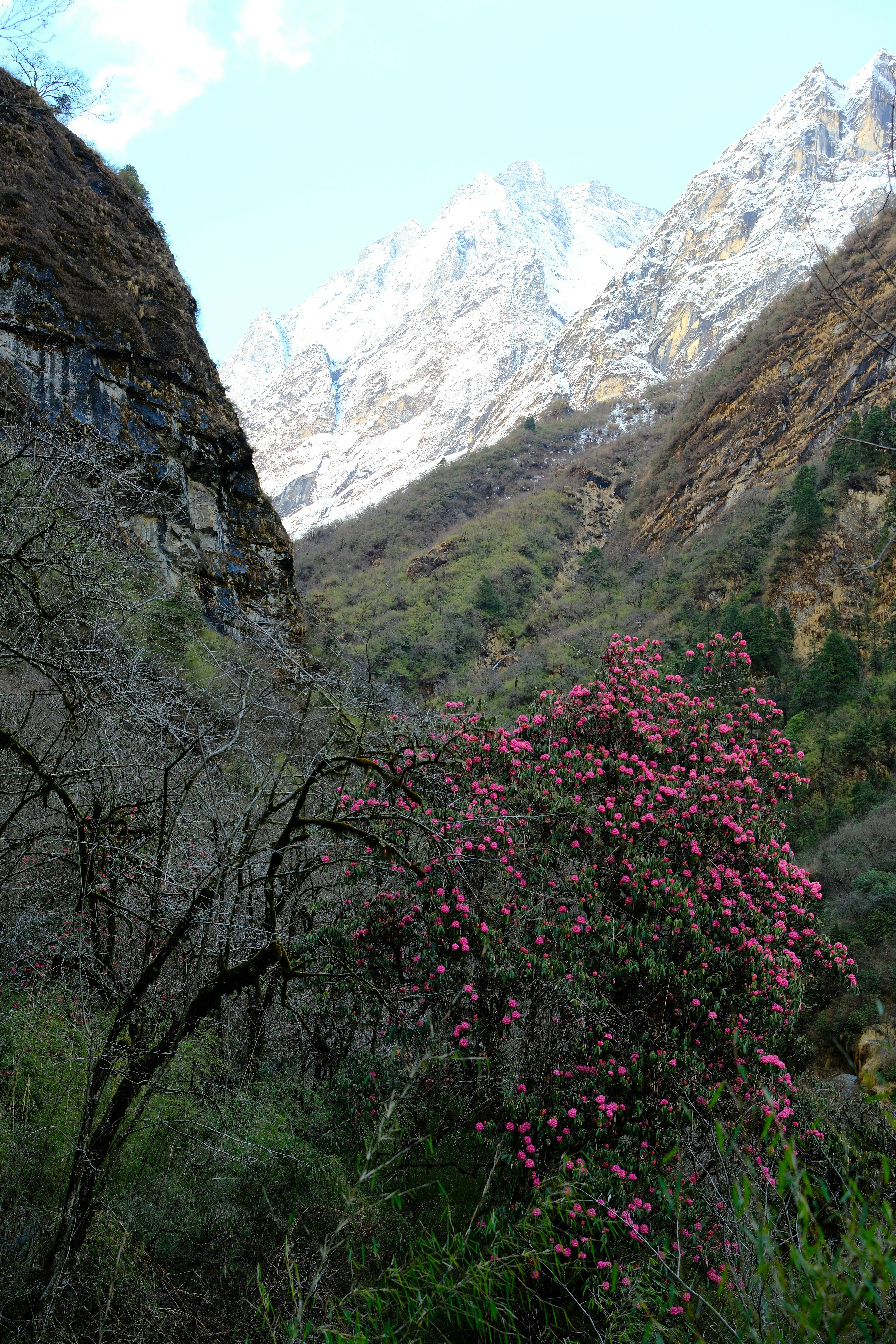Snow-capped Peaks Framing a Blooming Gorge