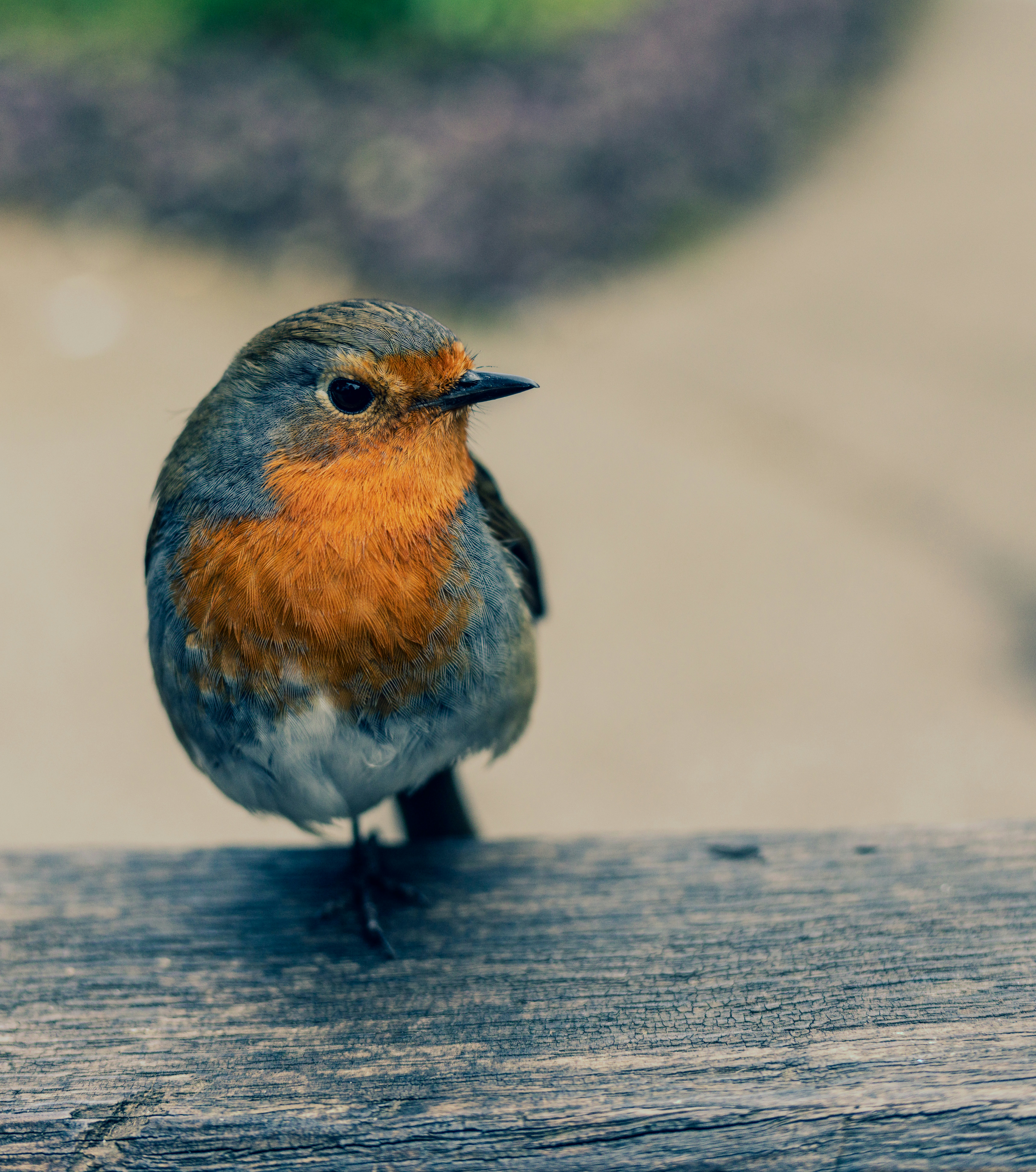 Robin on a Weathered Plank