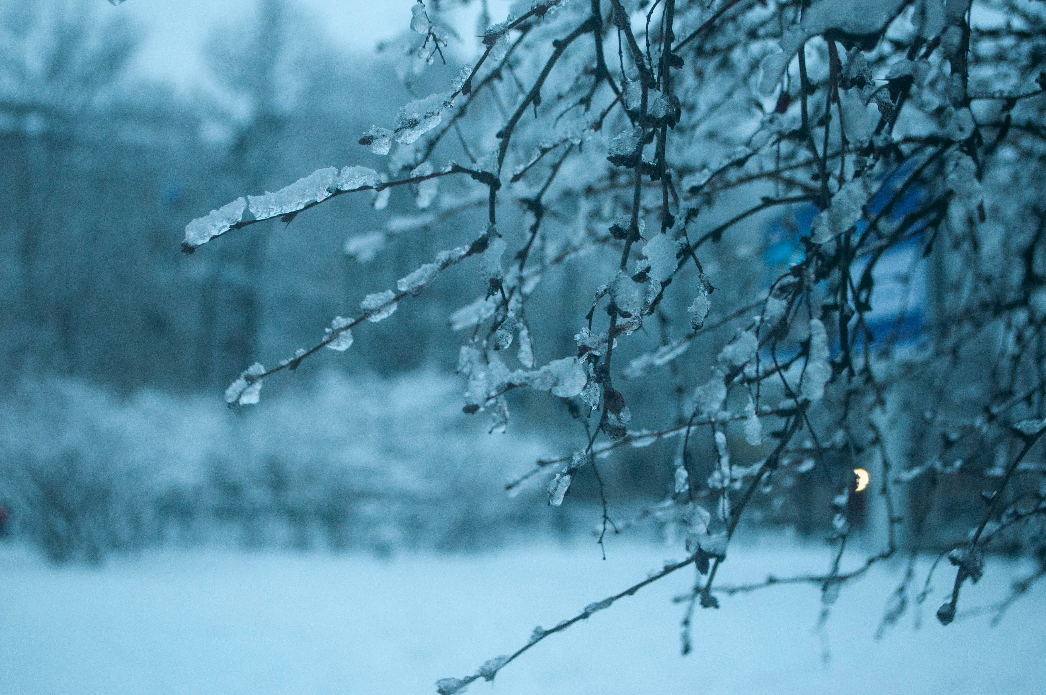 Icy Boughs: Delicate Frost on Winter Branches