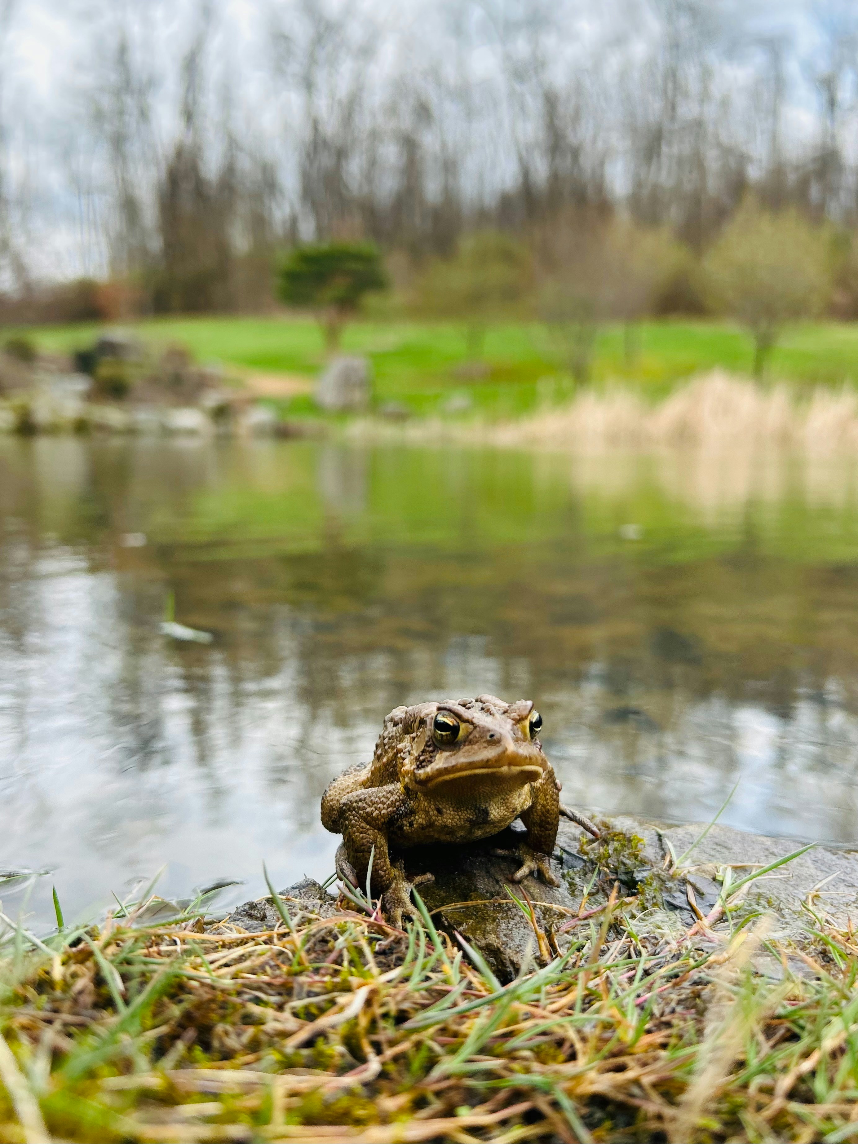 Amphibian Sentinel by the Pond