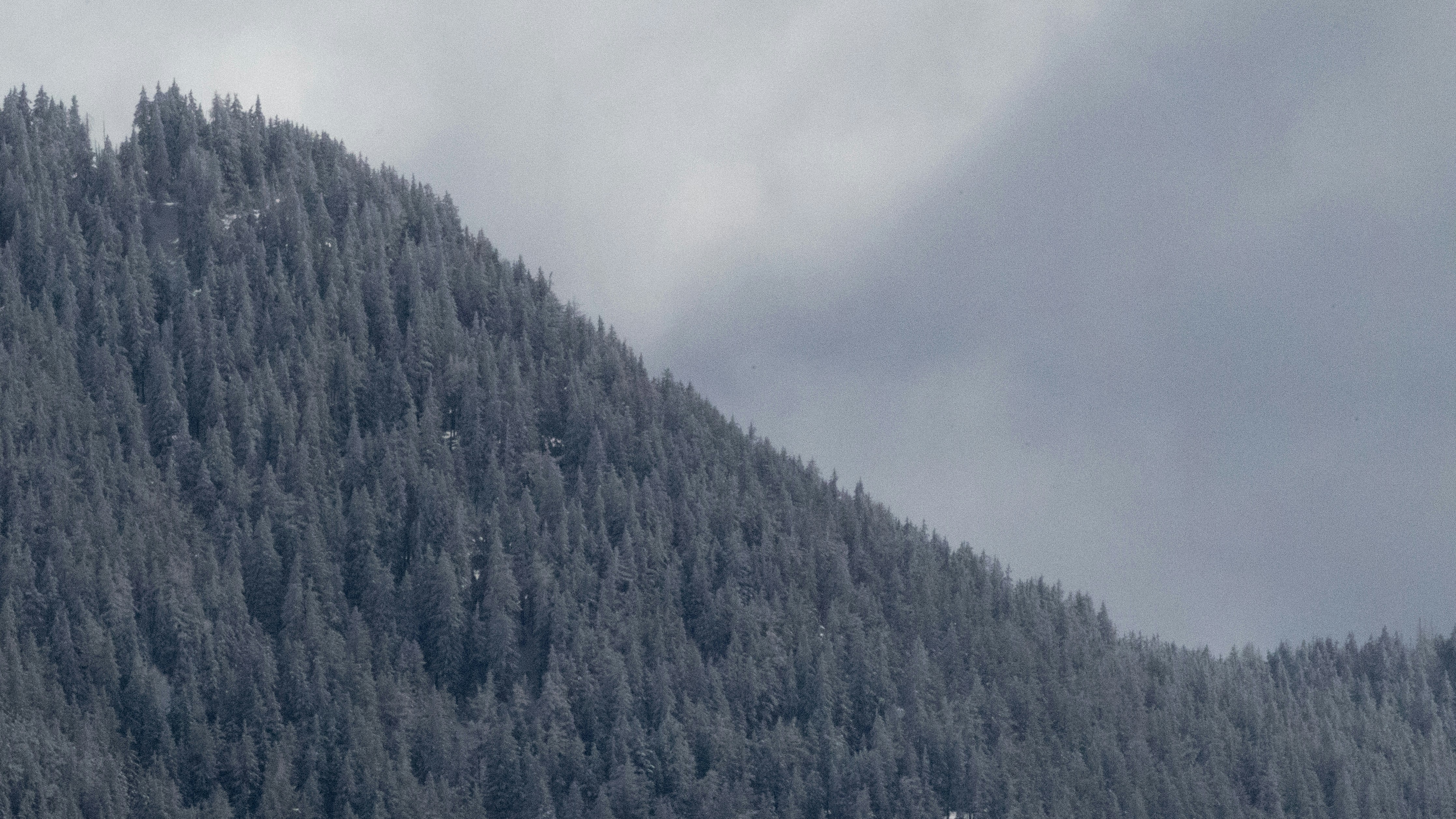 Slope of Silent Pines Under Amoled Sky