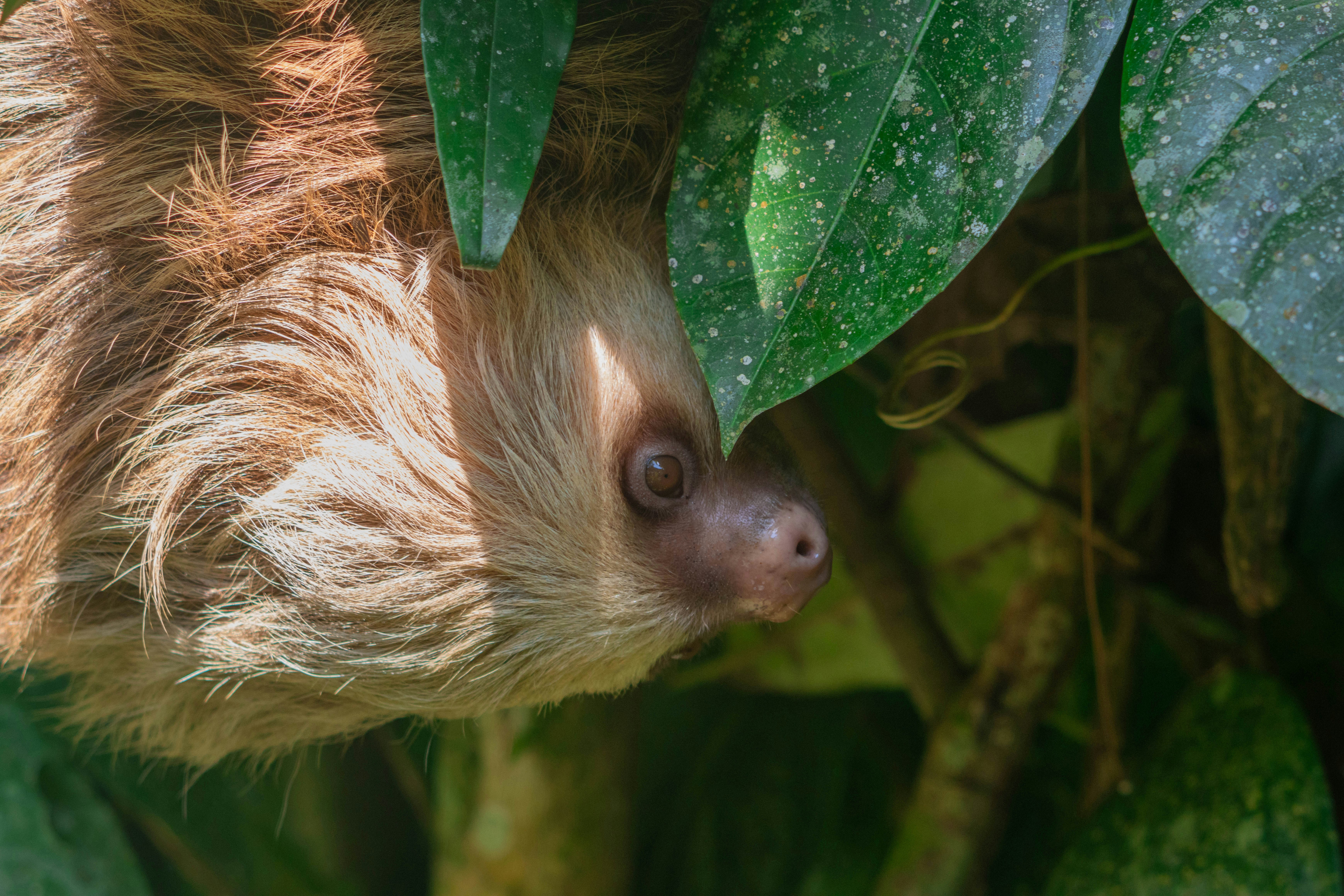 Whimsy in the Green: A Hedgehog Paused Among Leaves