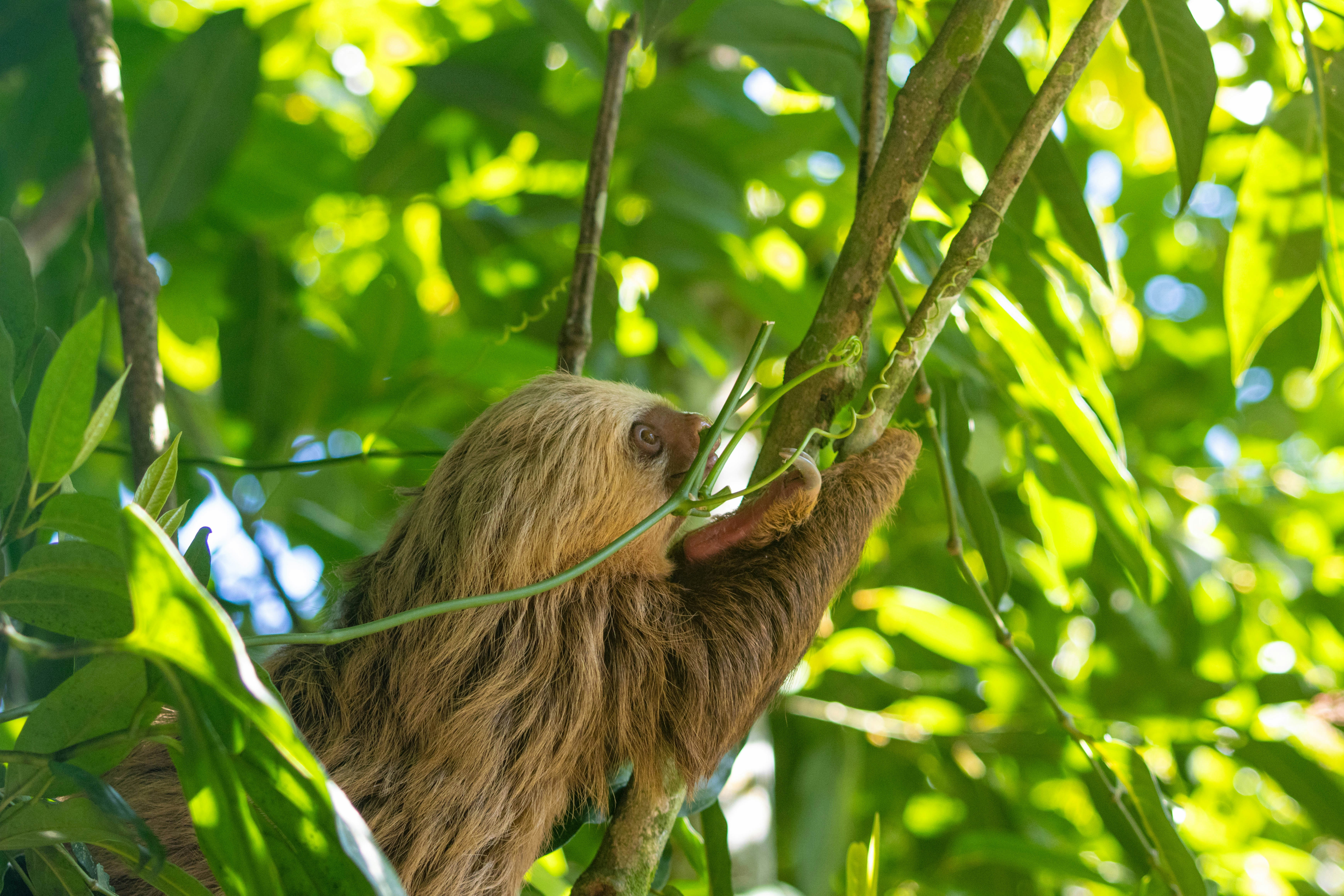 Gentle Climb: A Sloth Nuzzles Amid Sunlit Foliage