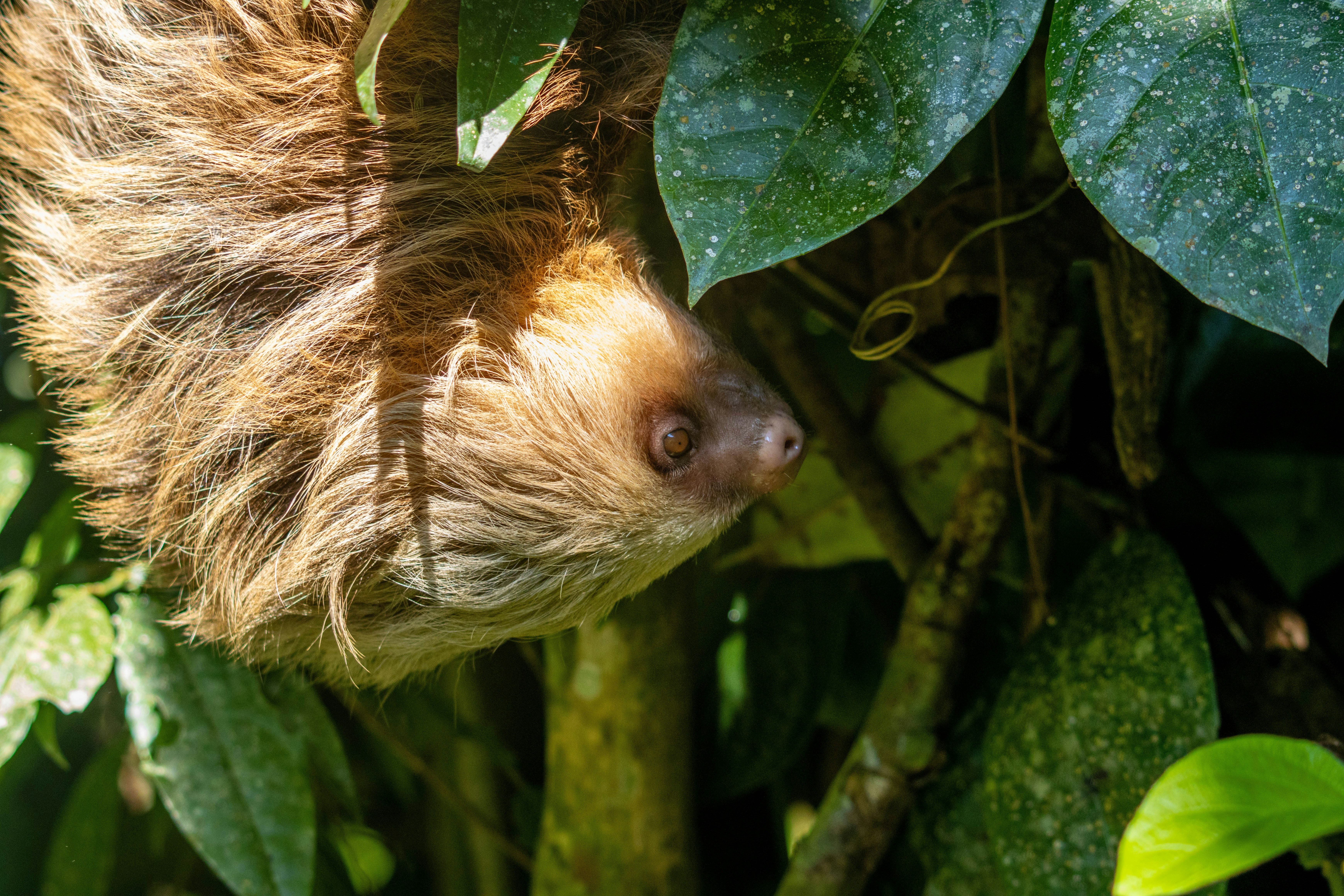 Curious Porcupine Peering Through Leafy Veil